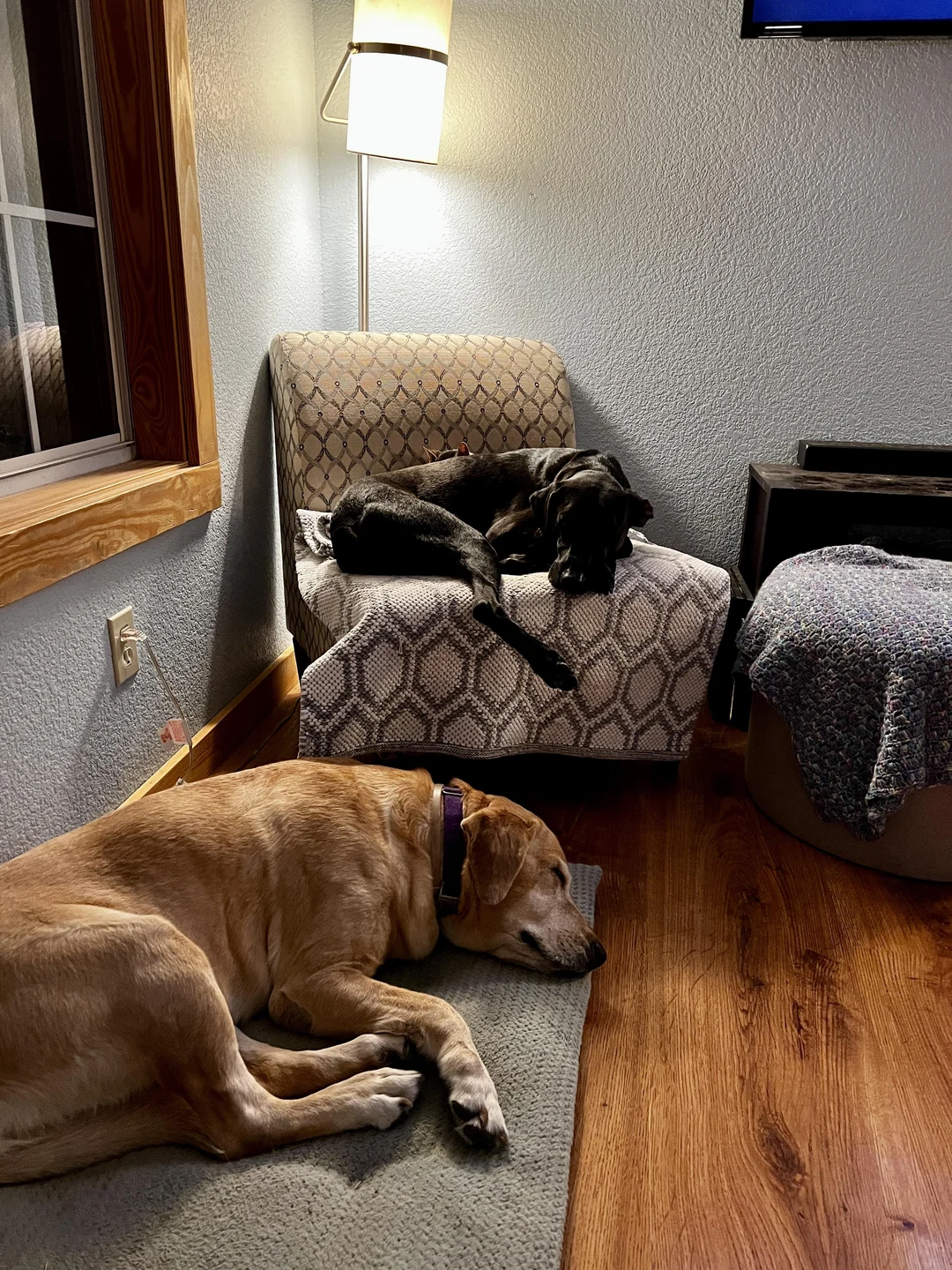 There are three animals in this picture. One is super snuggled in. | Scrolller