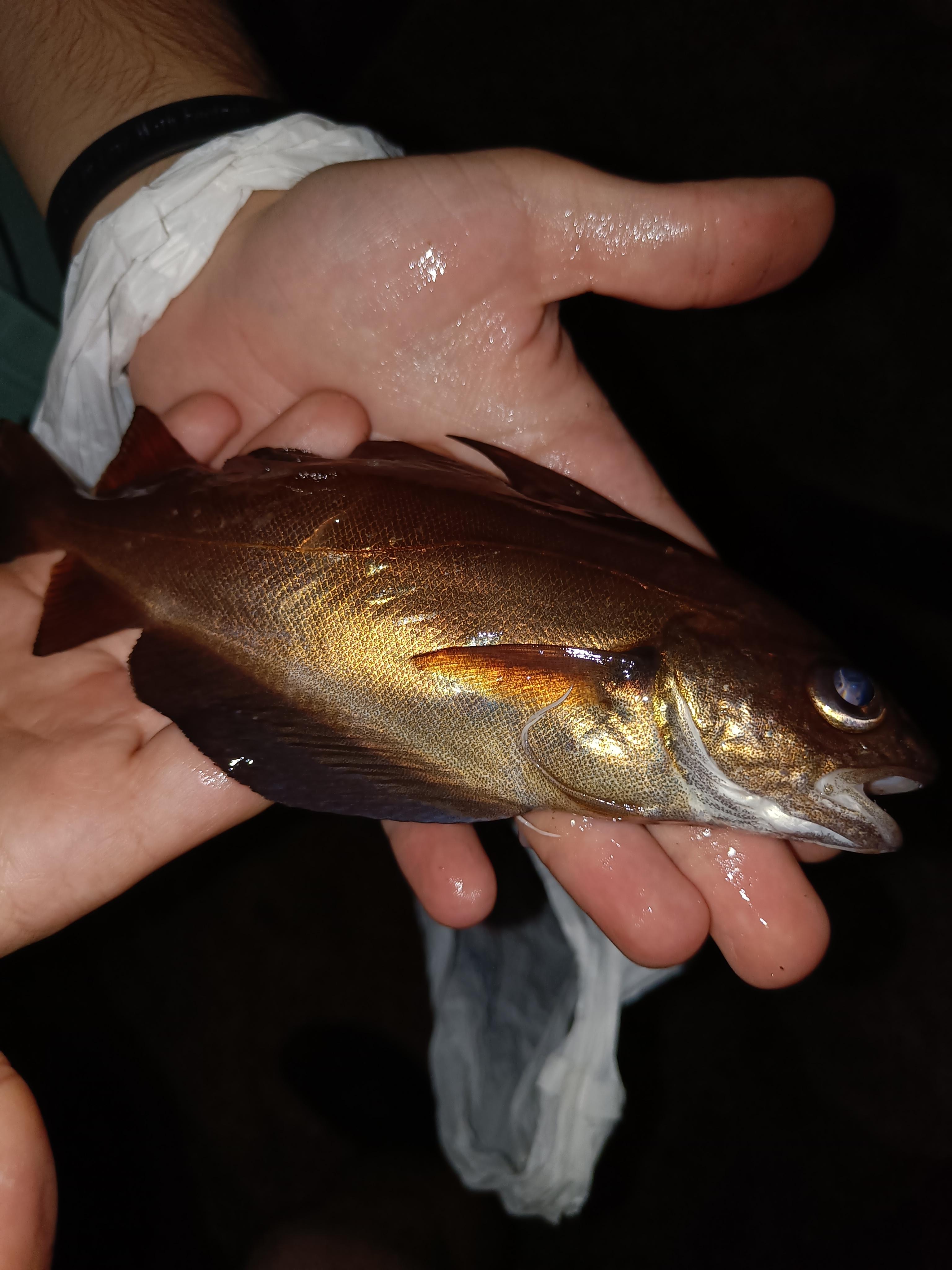 Help identifying this fish | Scrolller