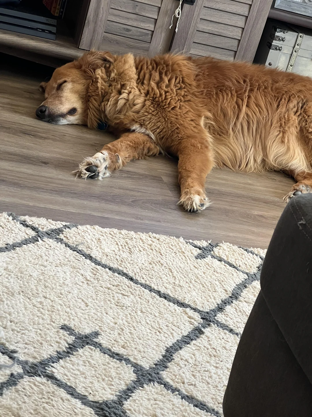 A sleepy Gideon | Scrolller