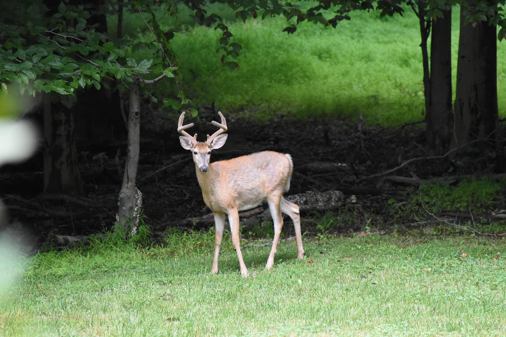 Buck in backyard | Scrolller