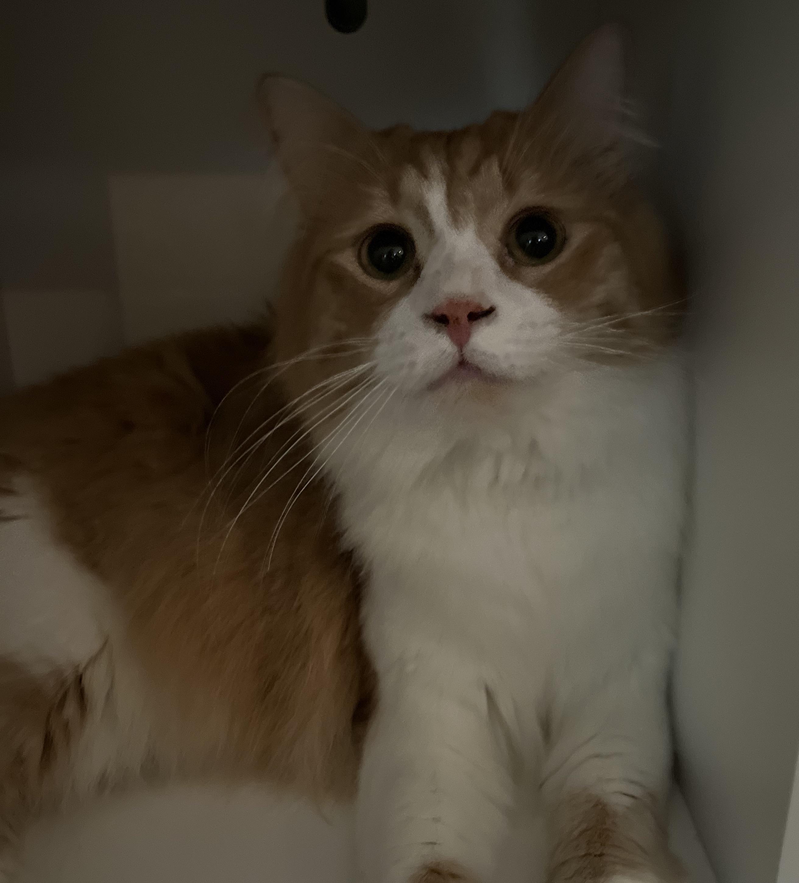 Maple Syrup | Scrolller