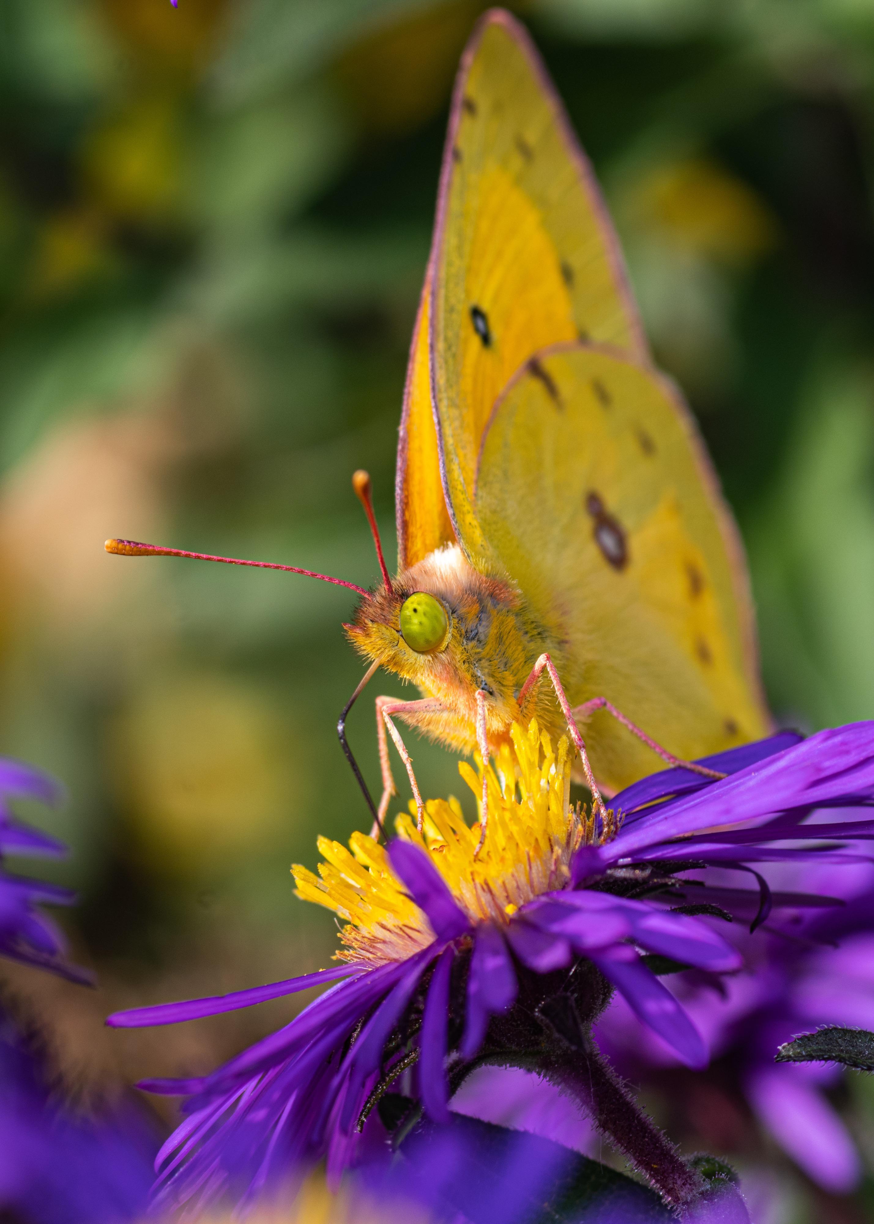 Butterfly | Scrolller