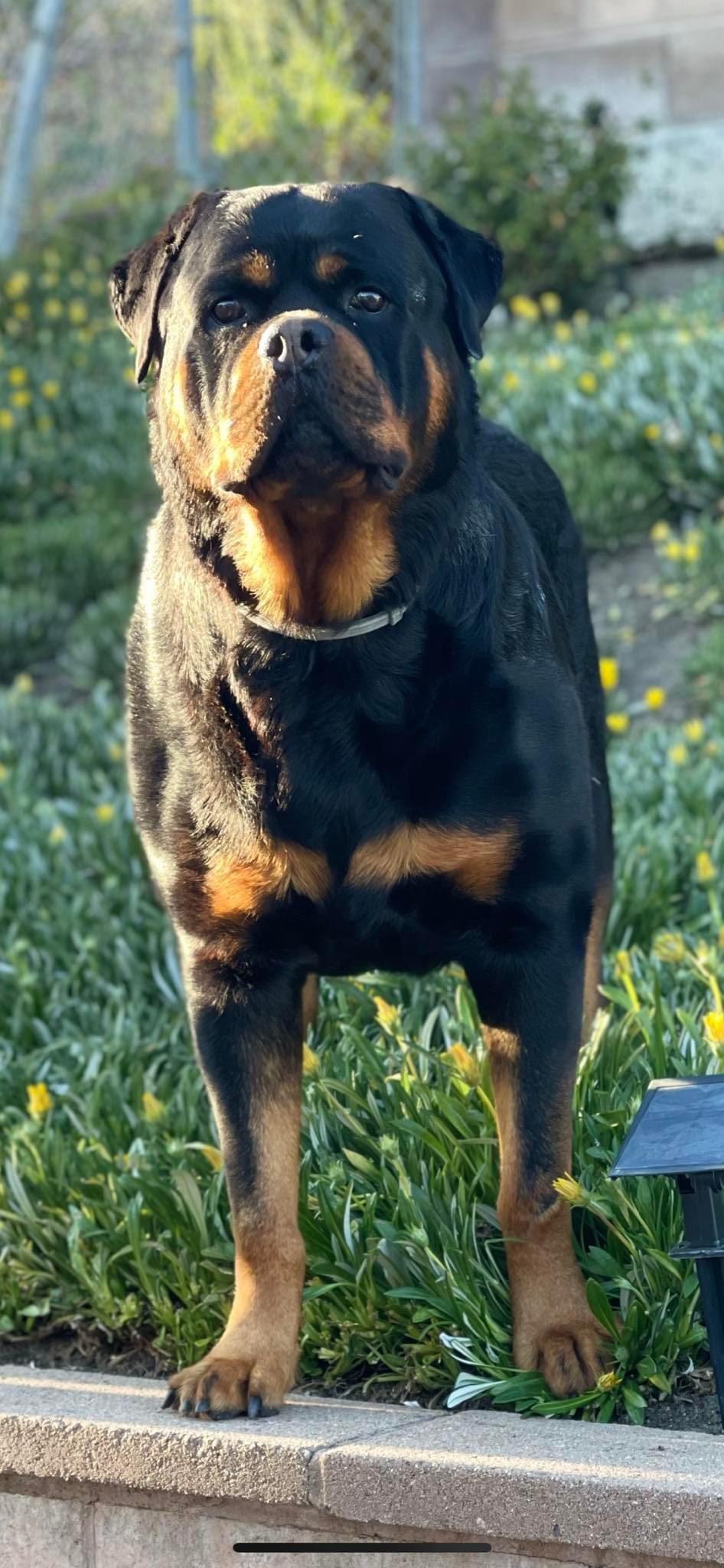 My big guy! Benji! | Scrolller