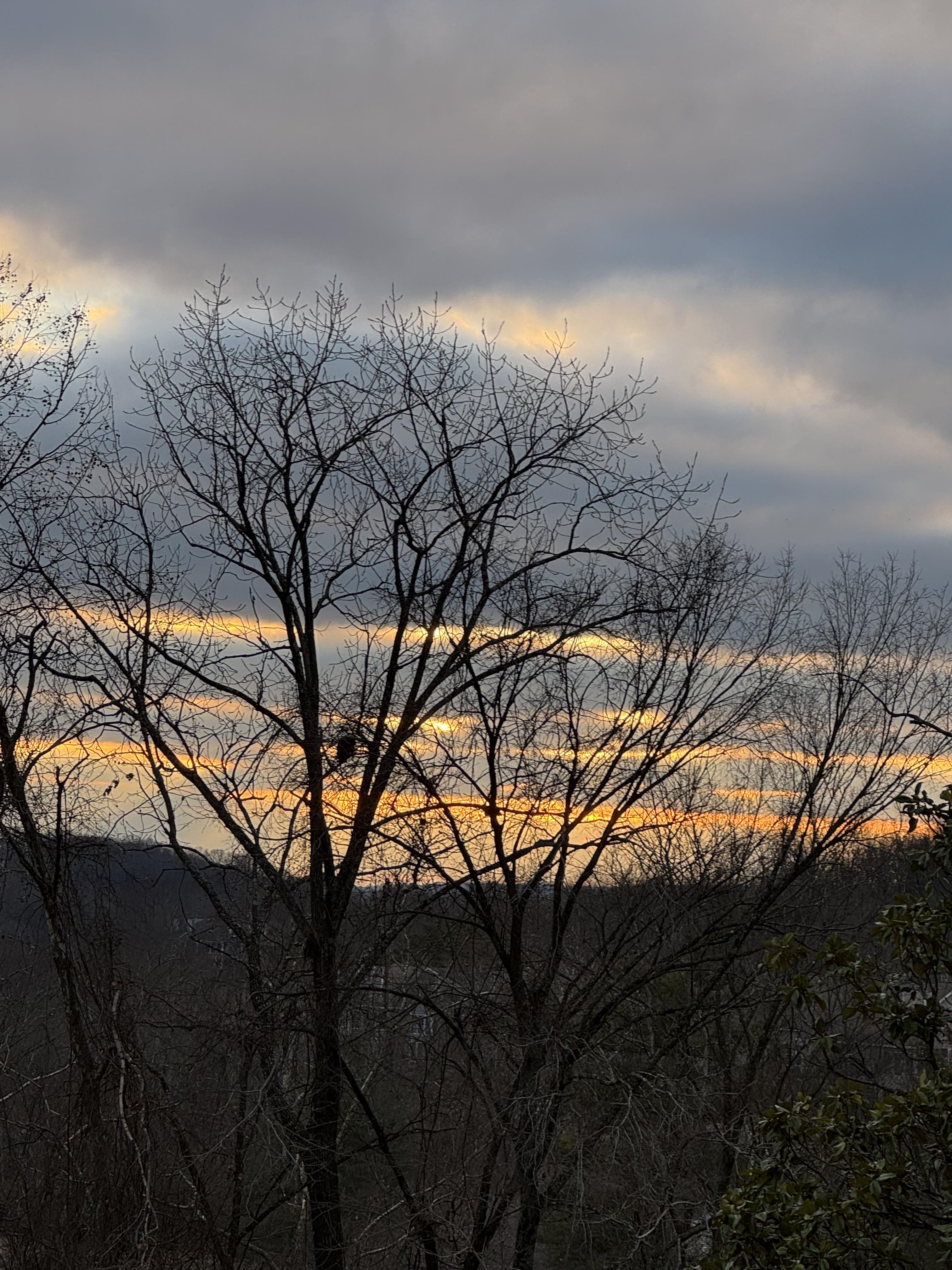 Sunsetting through the trees amongst the clouds | Scrolller