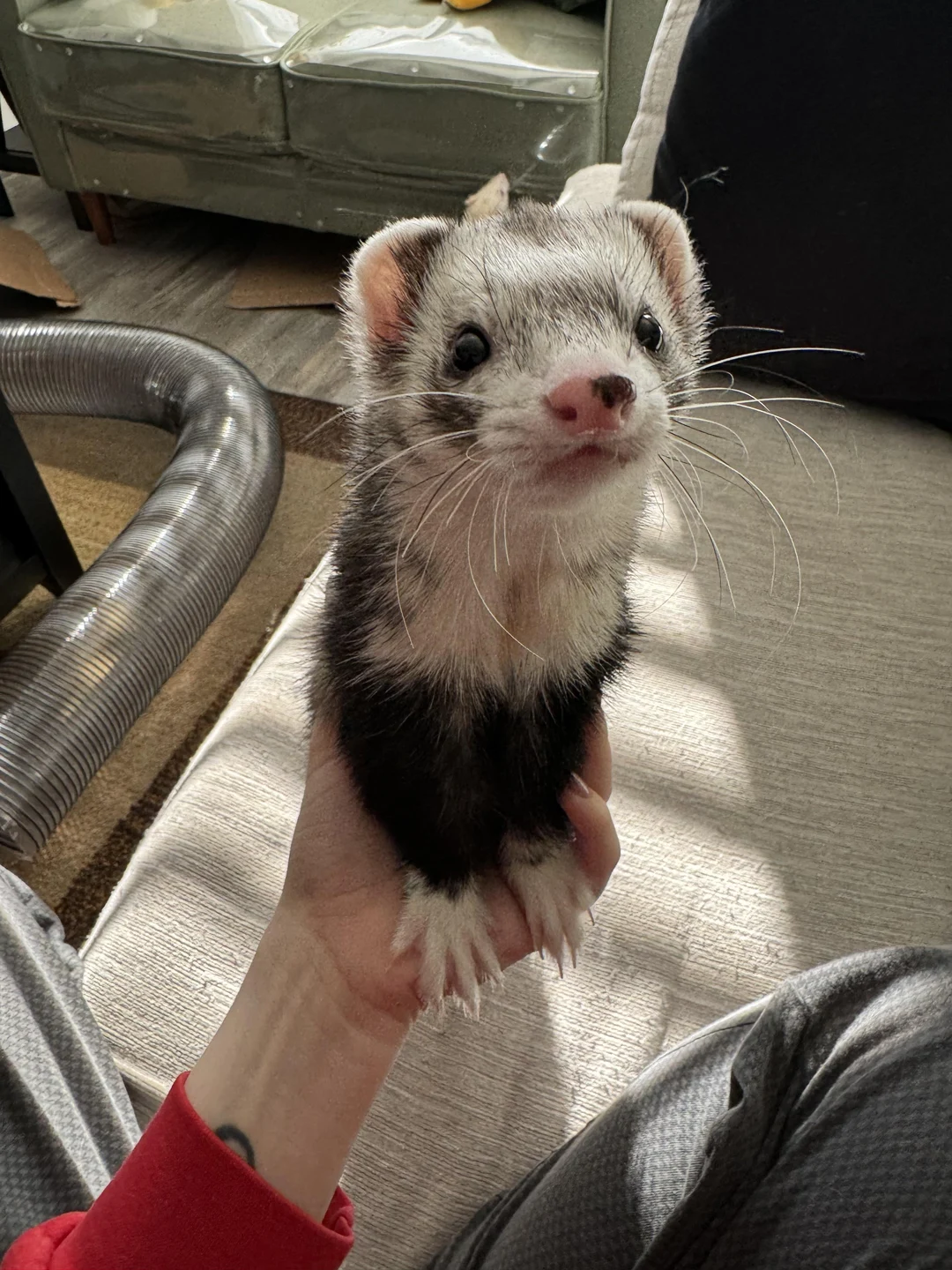 What kibbles does everyone feed their babies. | Scrolller