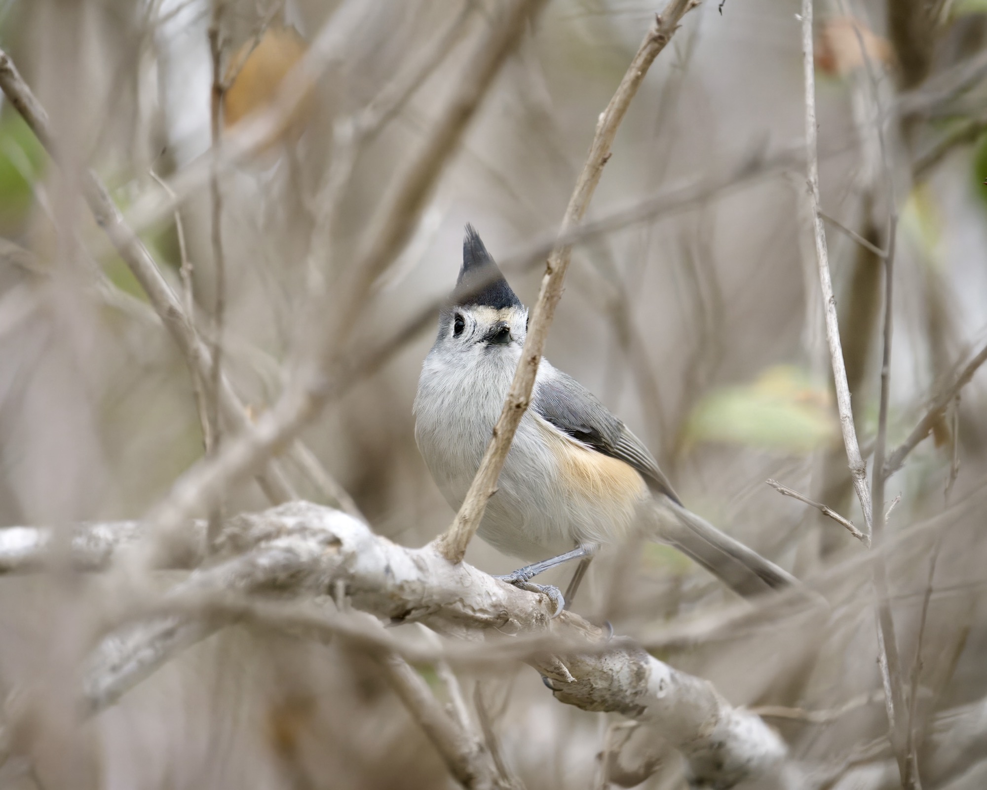 Tufted Titmouse playing hide and seek | Scrolller