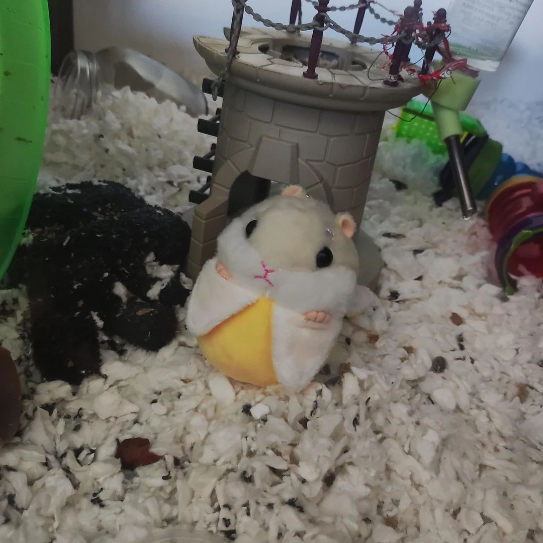 My hamster looks weird | Scrolller