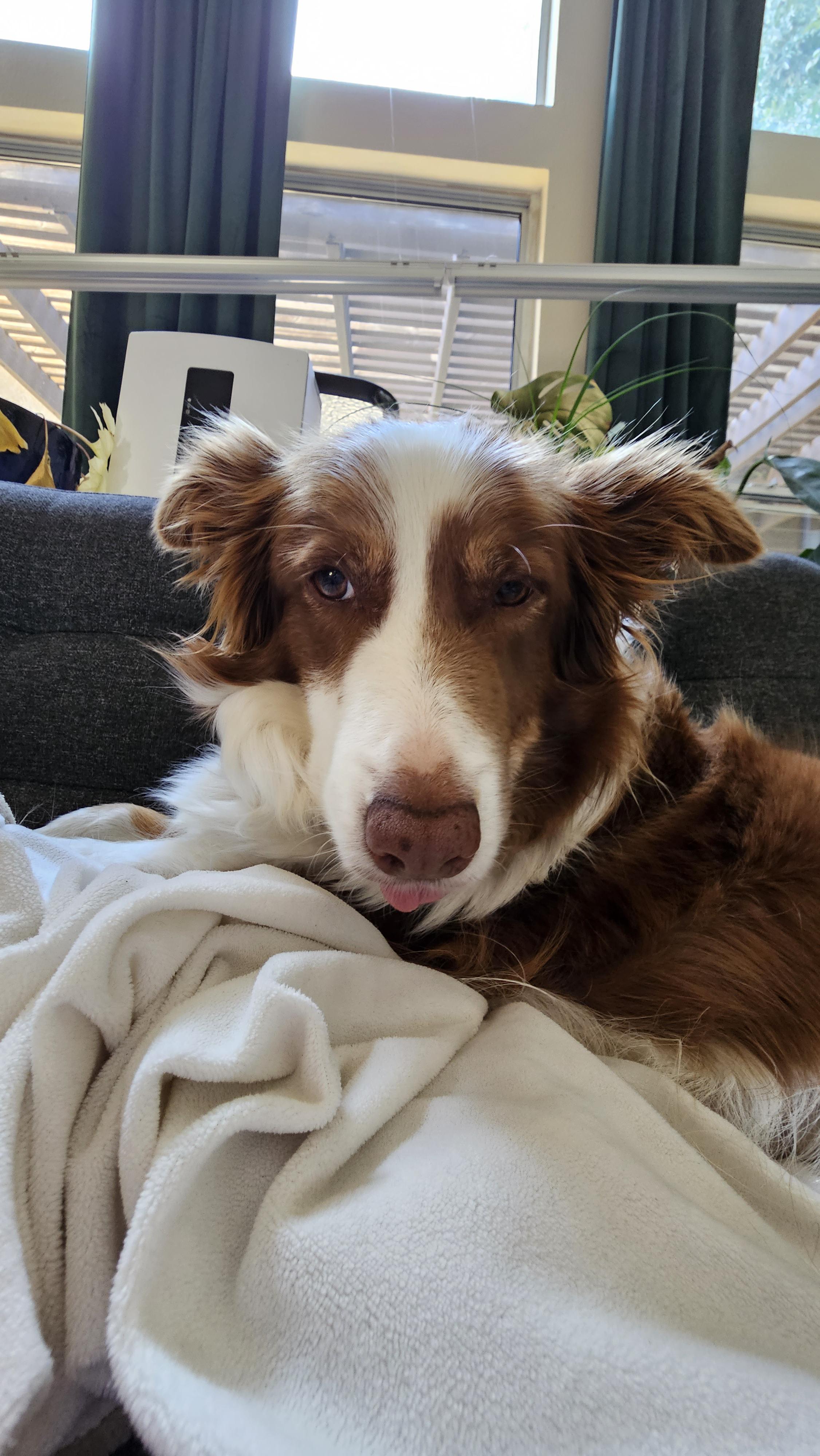 Discover more like Dogpictures: Nala the Derpina and Related Content | Scrolller