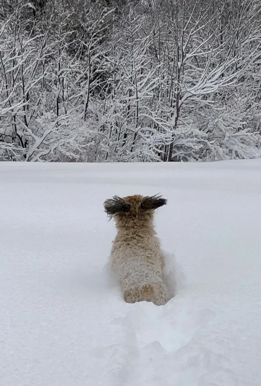 Dooley ️ ️ | Scrolller