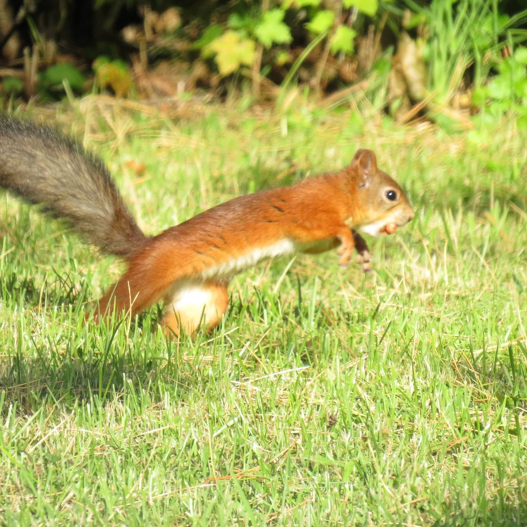 Discover more like Squirrels: A squirrel and Related Content | Scrolller