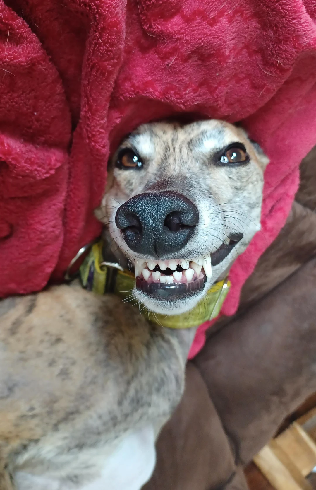 Say Cheese! | Scrolller