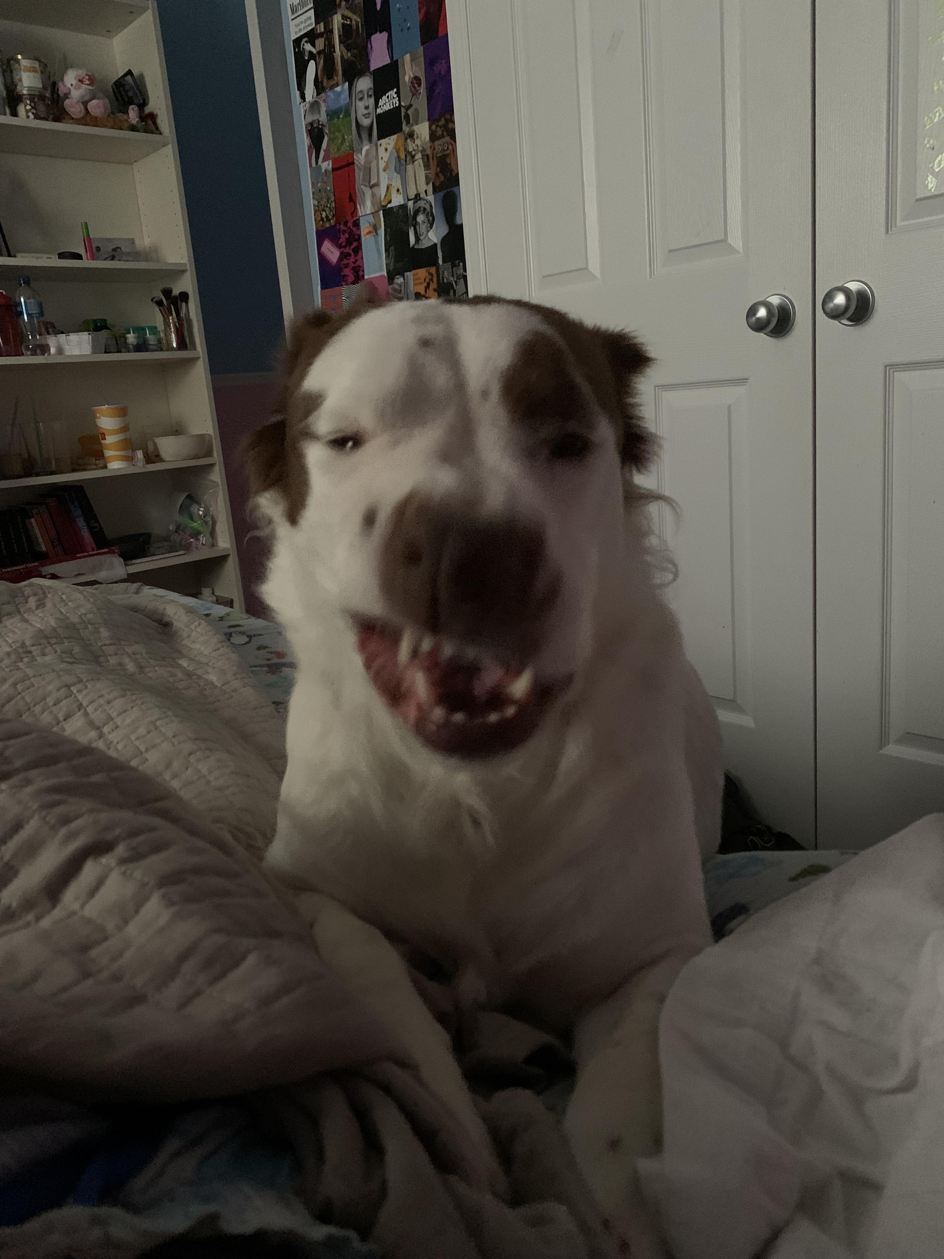 mid-sneeze. only half on the bed. 10/10 thank you Rosie | Scrolller
