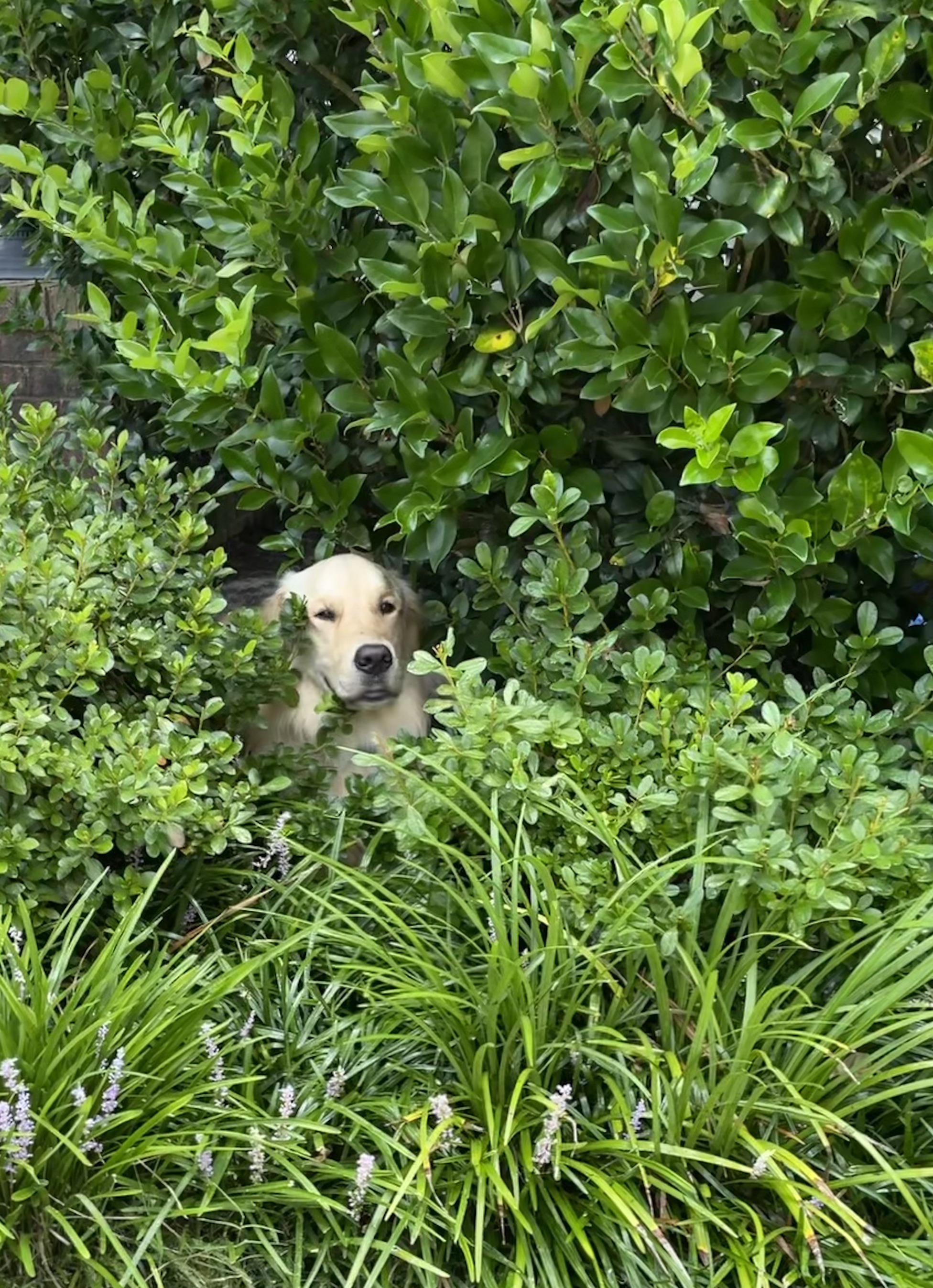 Stealth Pupper (OC) | Scrolller