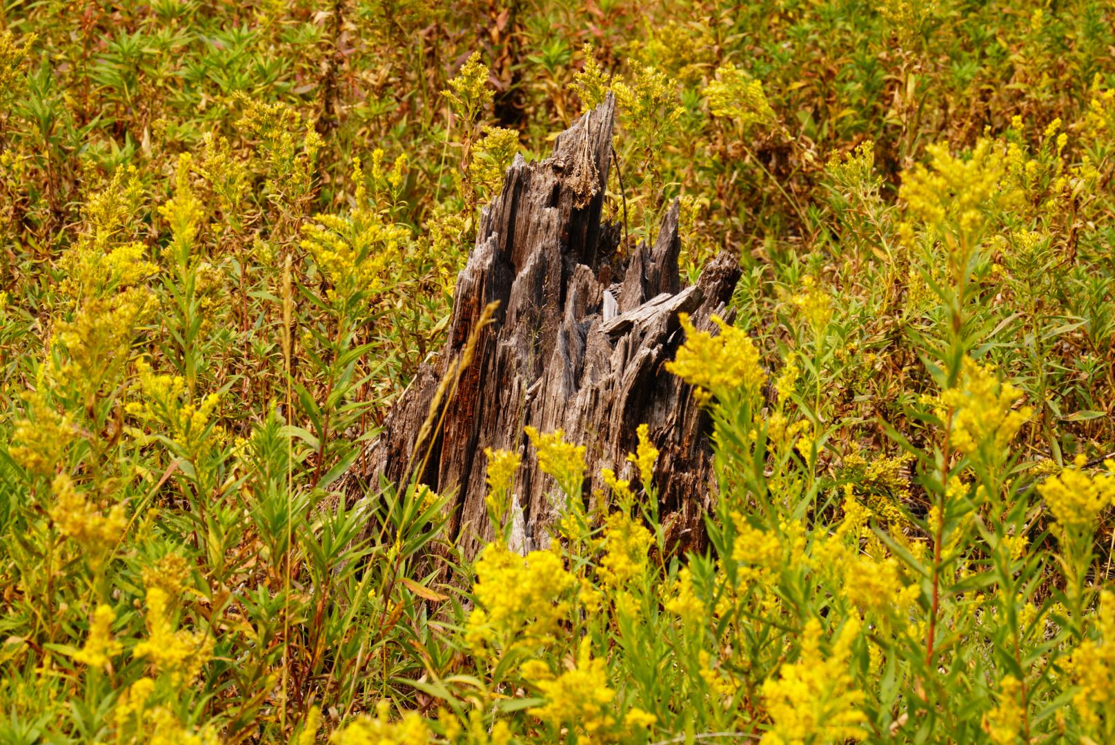First time posting, but here's a tree stump from Yellowstone National Park. | Scrolller