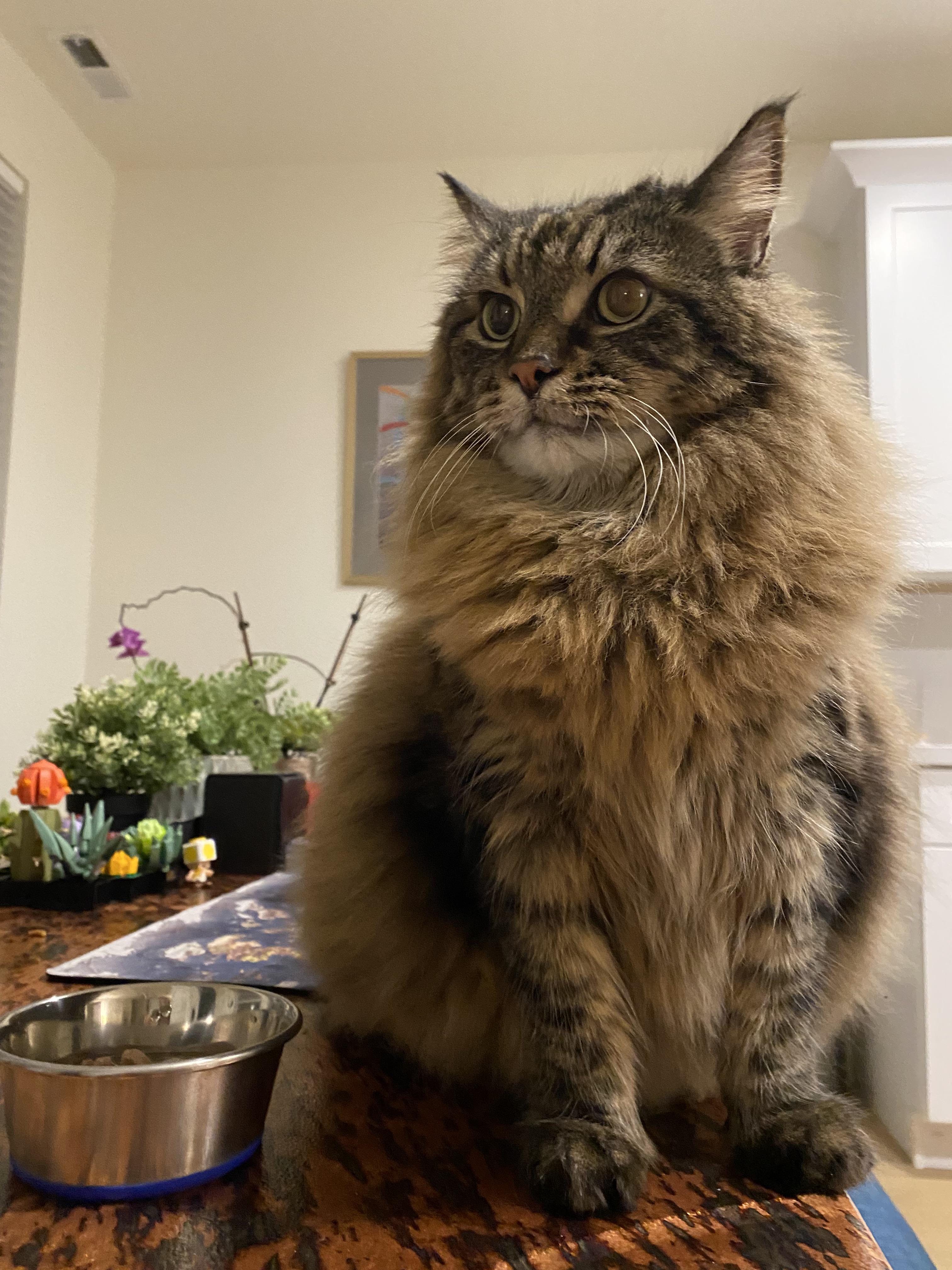 Seth the Cat! | Scrolller