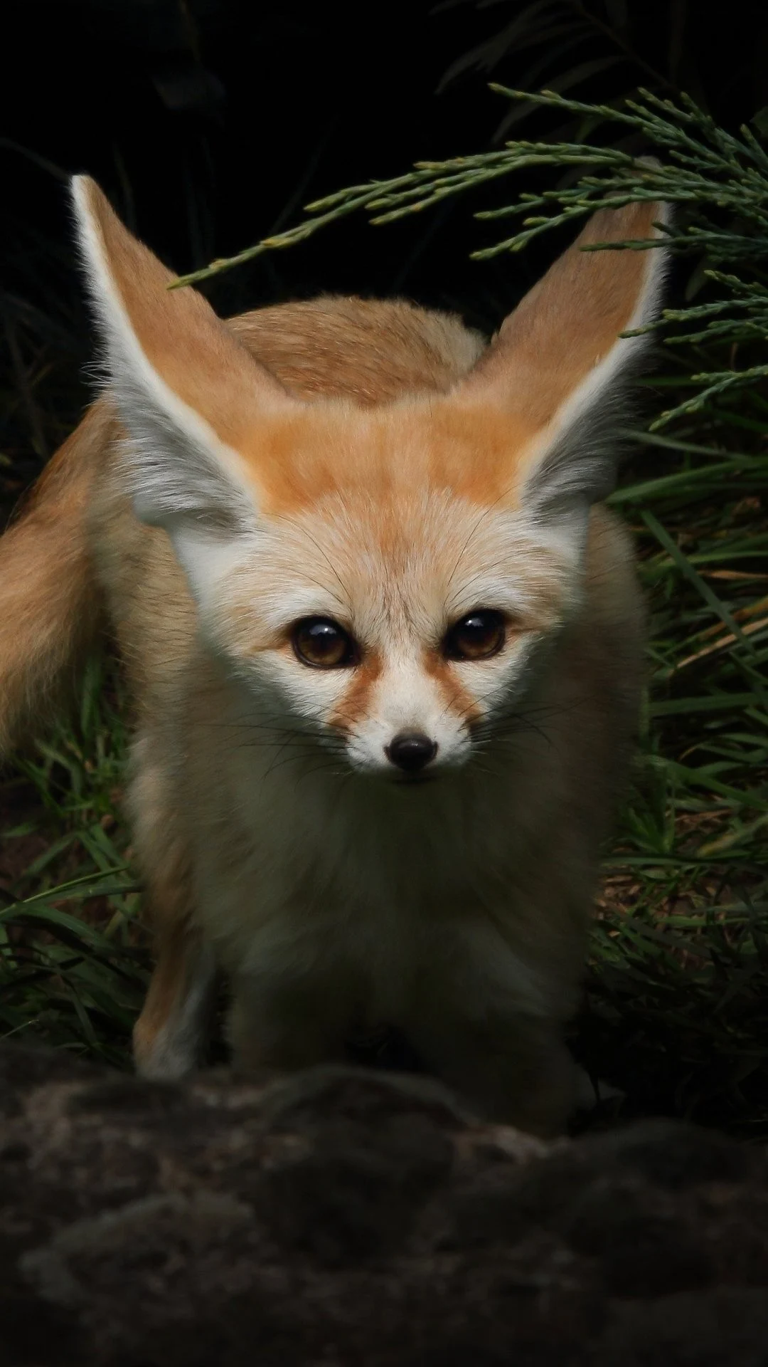 A Fennec Fox | Scrolller