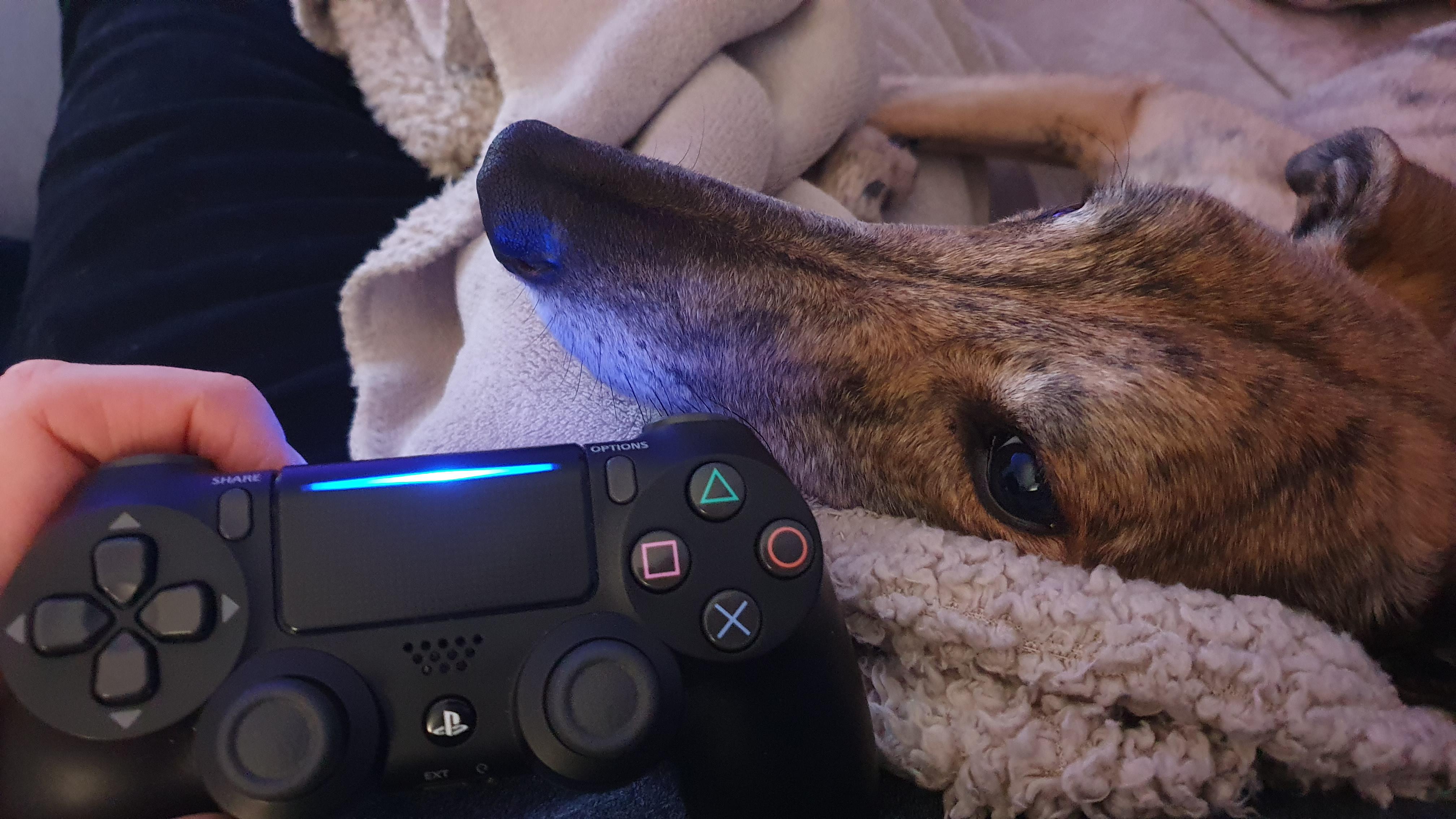 Playing Space Invader Greyhound Edition | Scrolller