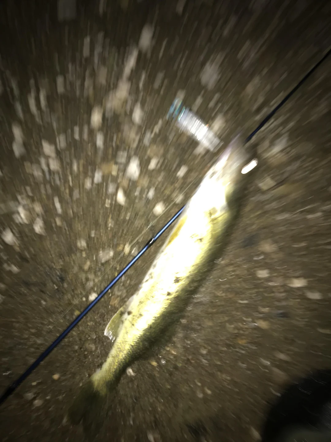 Walleye on a popper ( sorry for the shit photo) | Scrolller