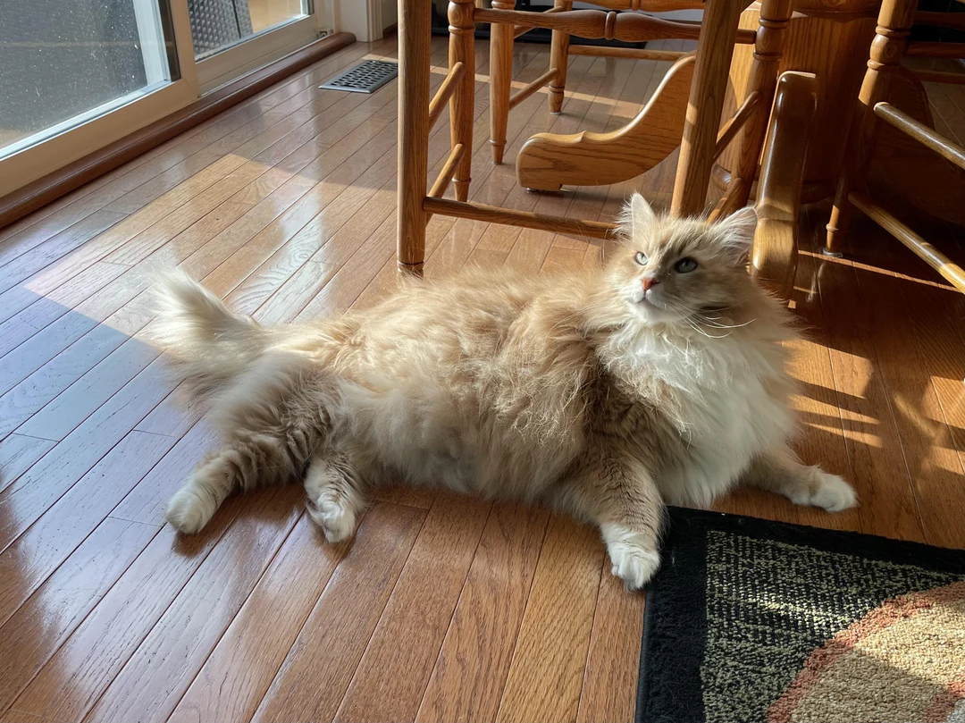 Serge looking majestic as always in a sunbeam | Scrolller