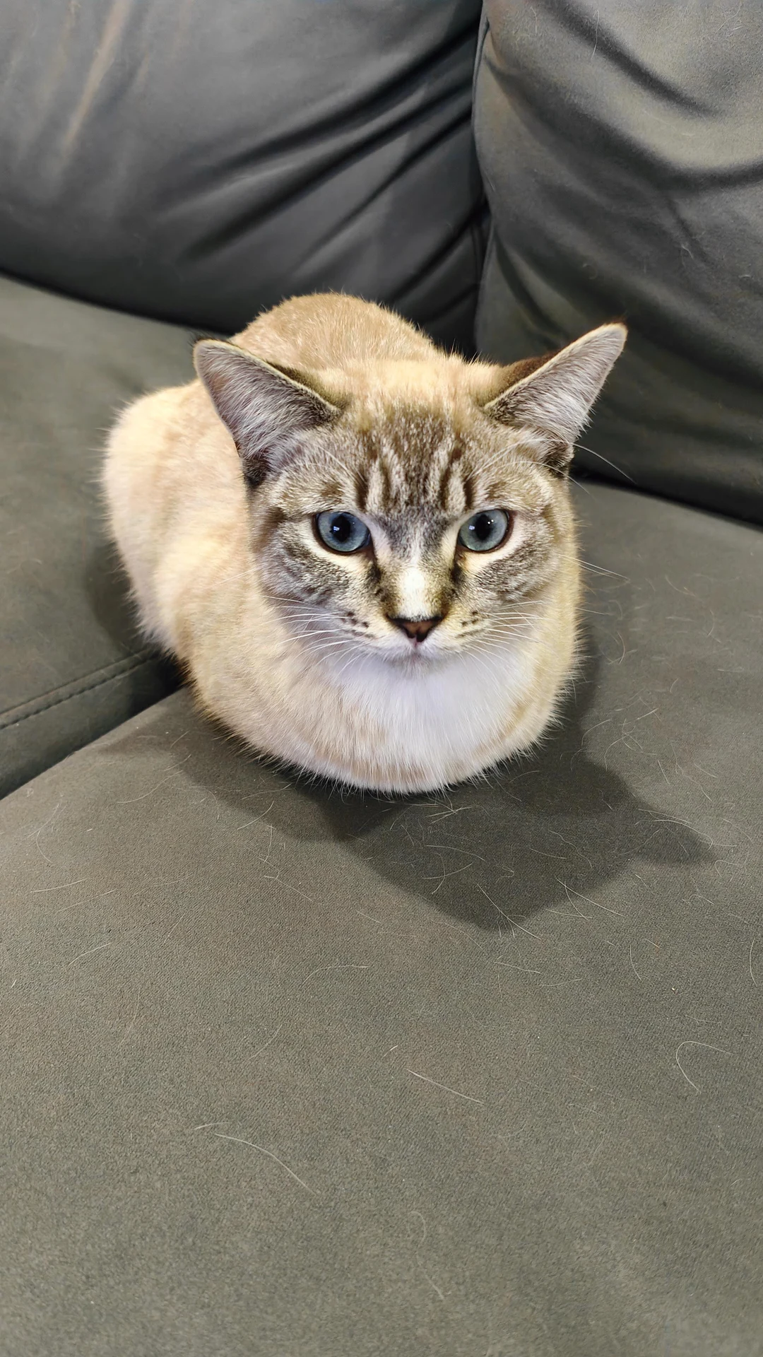 A well risen and toasted loaf | Scrolller