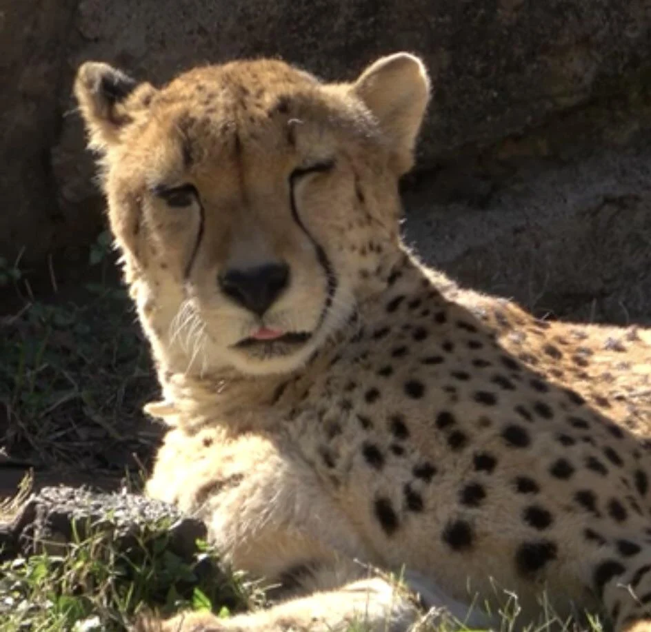 Cheetah elegantly fighting sleep | Scrolller