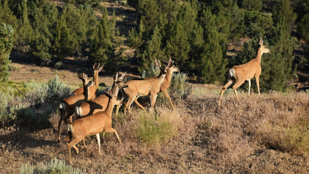 Herd of mule deer | Scrolller