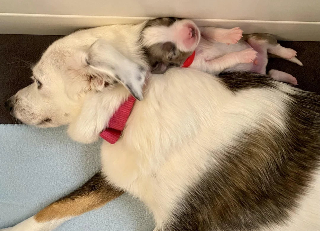 5-day-old foster puppy is already showing he’s a derp | Scrolller