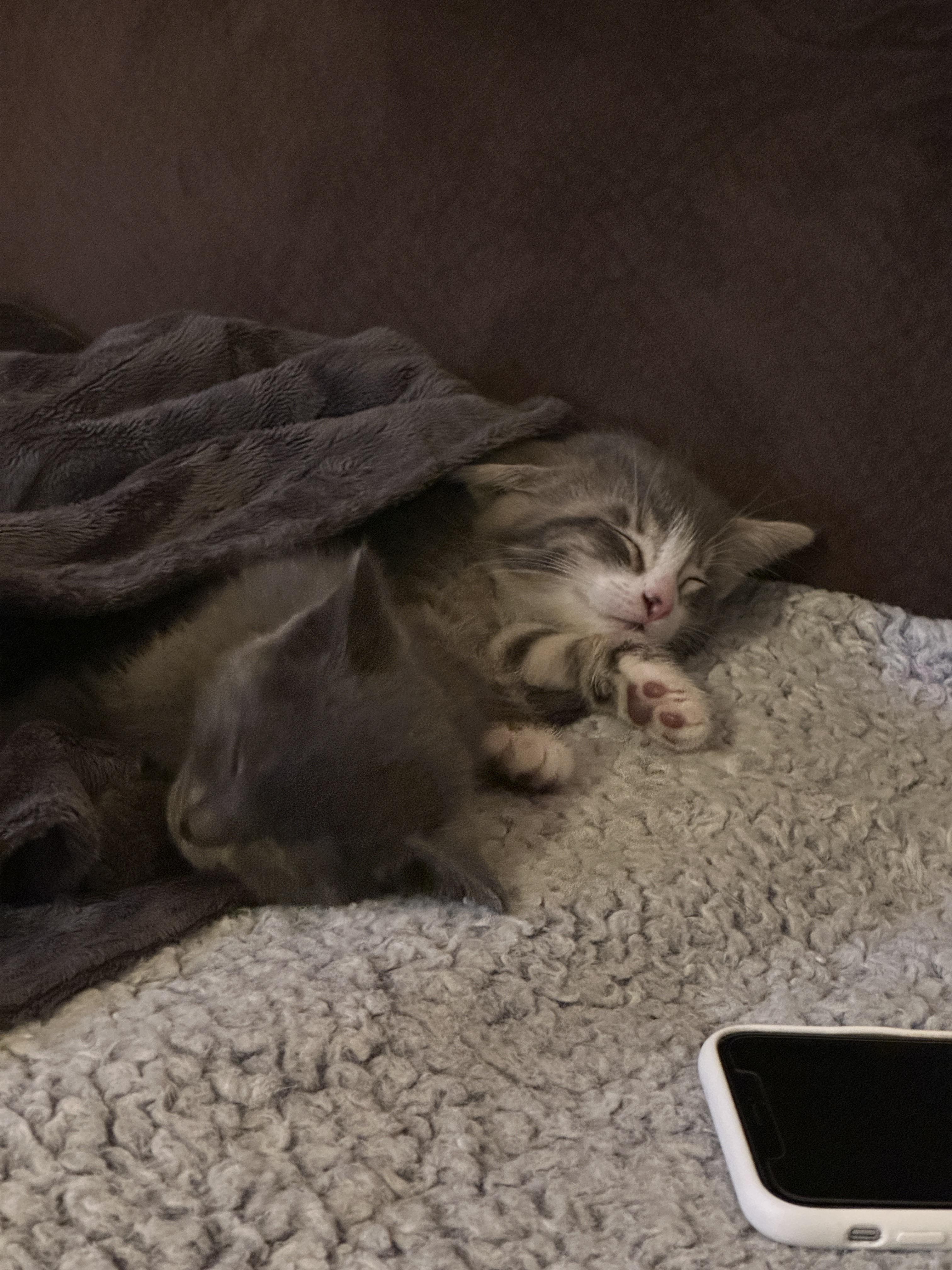 Double purrito | Scrolller