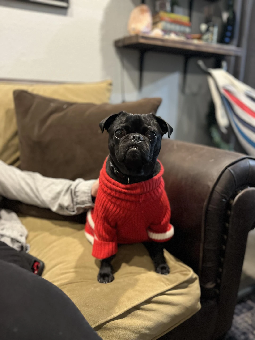 Sir Charles, the distinguished gentlemen 🥸 | Scrolller