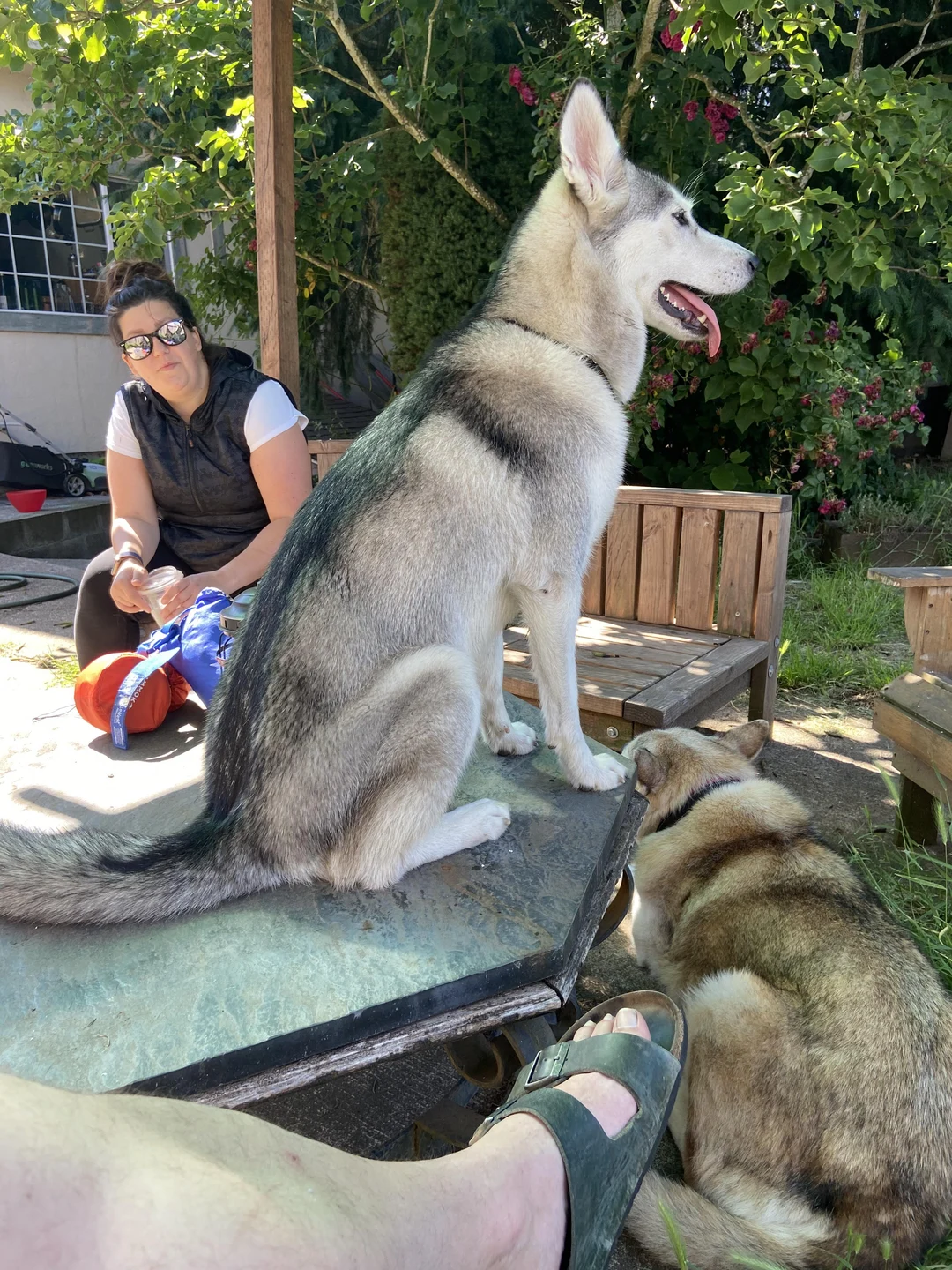 Adding to table husky | Scrolller