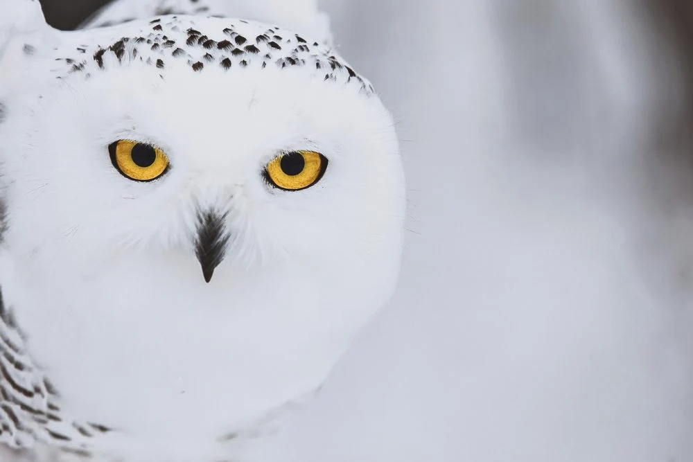 Snowy owl | Scrolller