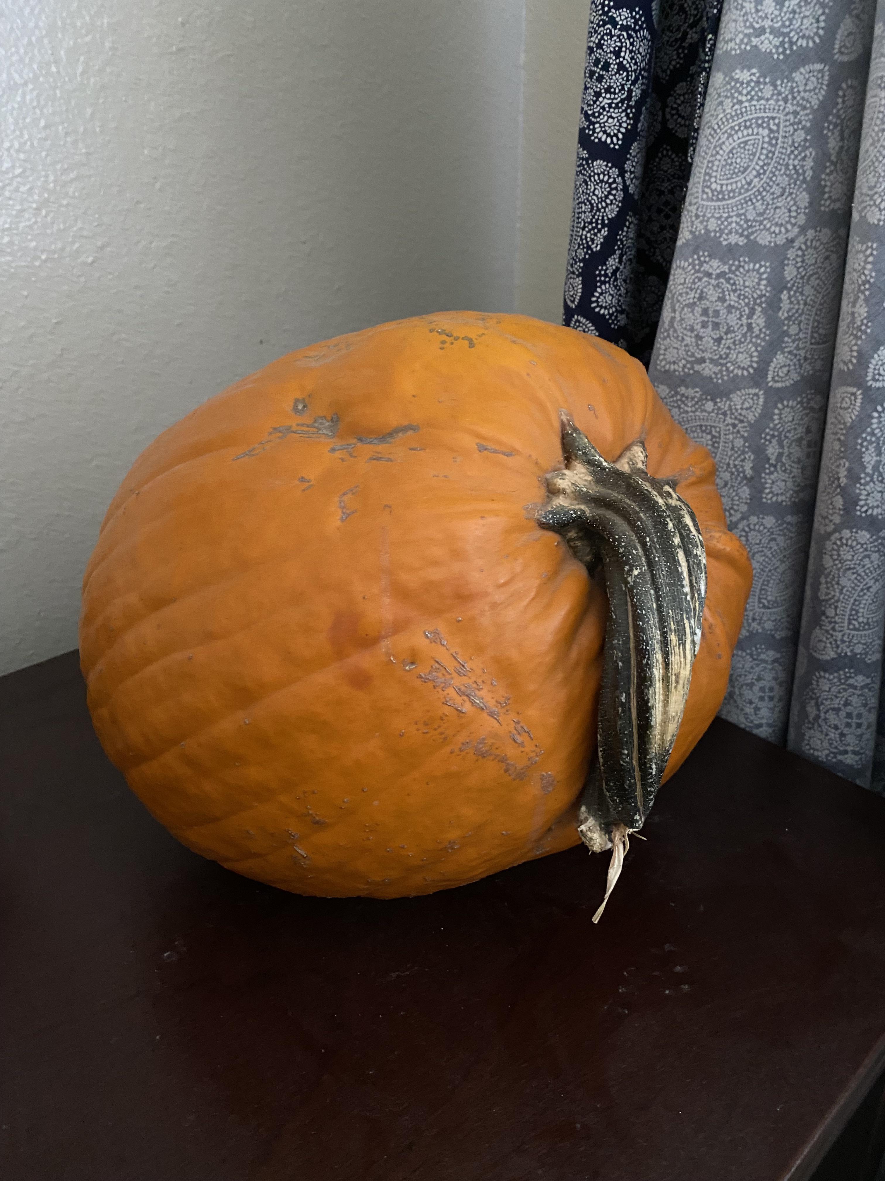 Last Pumpkin | Scrolller