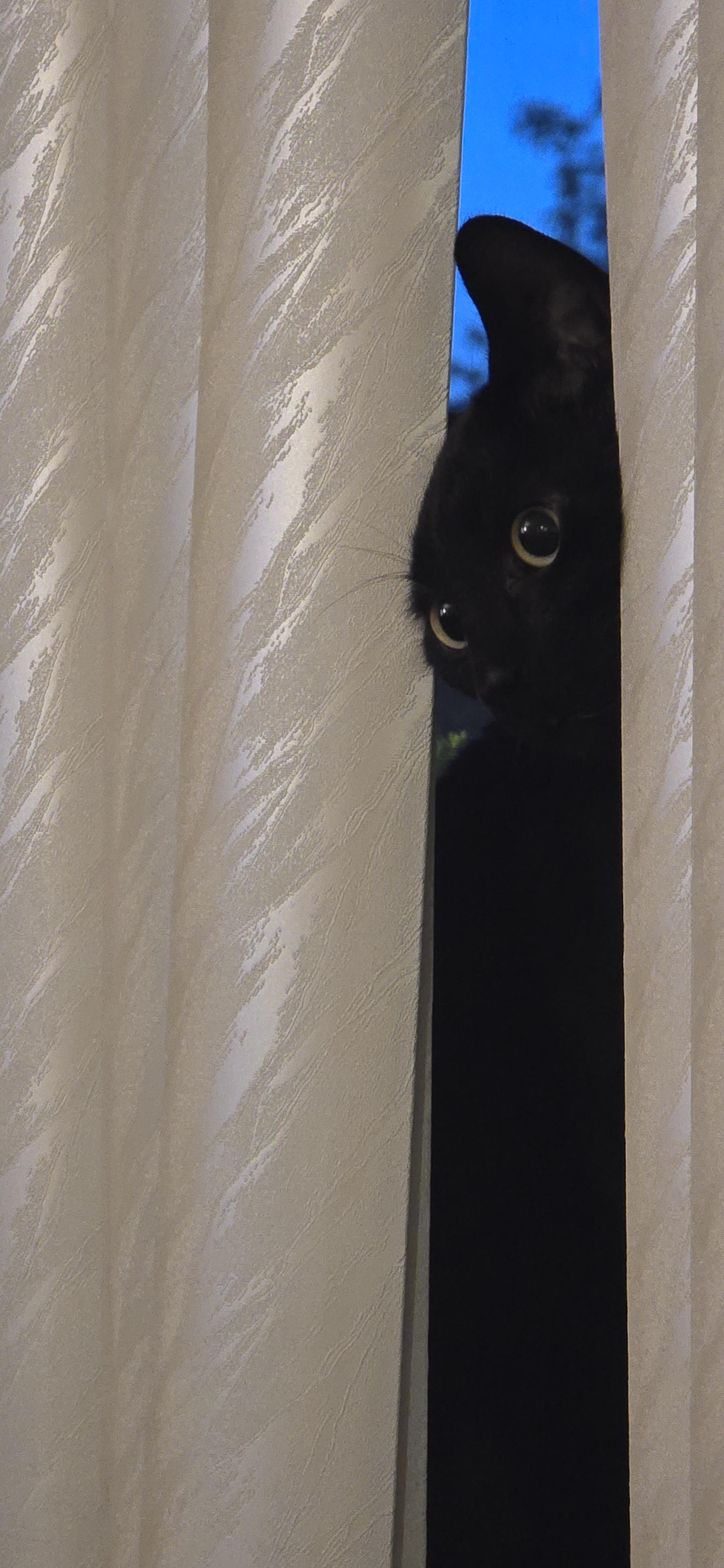 My cat peaks out from the blinds and stares at us like this, he keeps his head perfectly still ...
