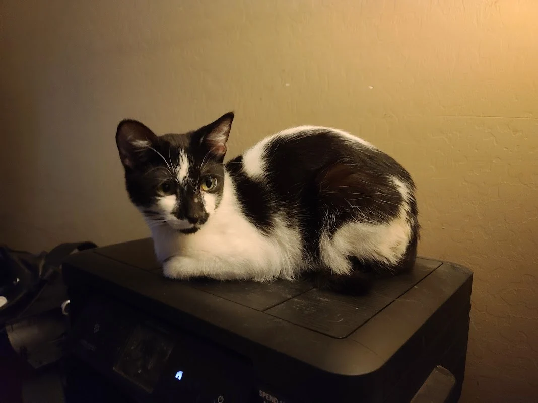 A purrfect piebald loaf of Gust. | Scrolller