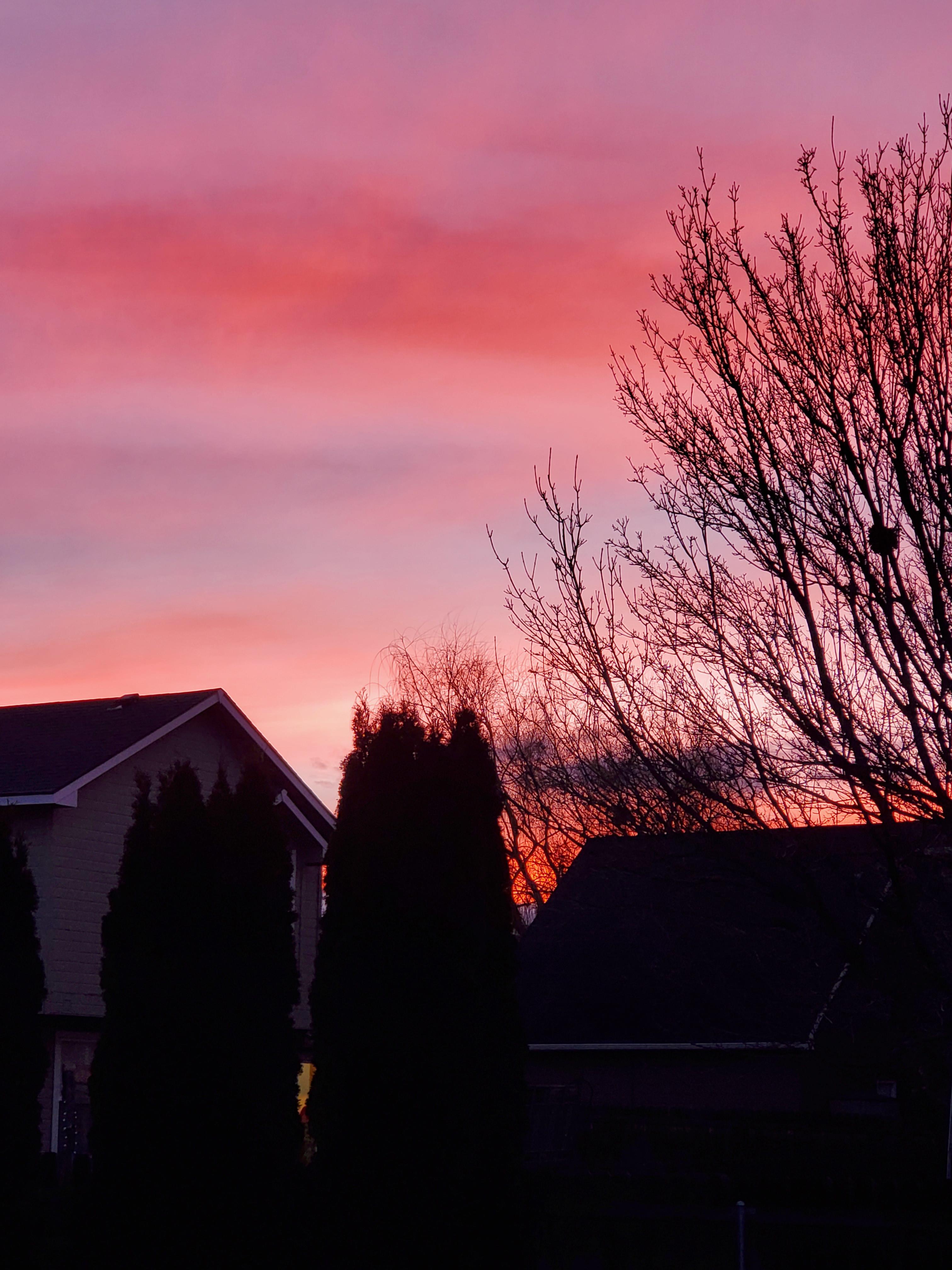 Backyard | Scrolller