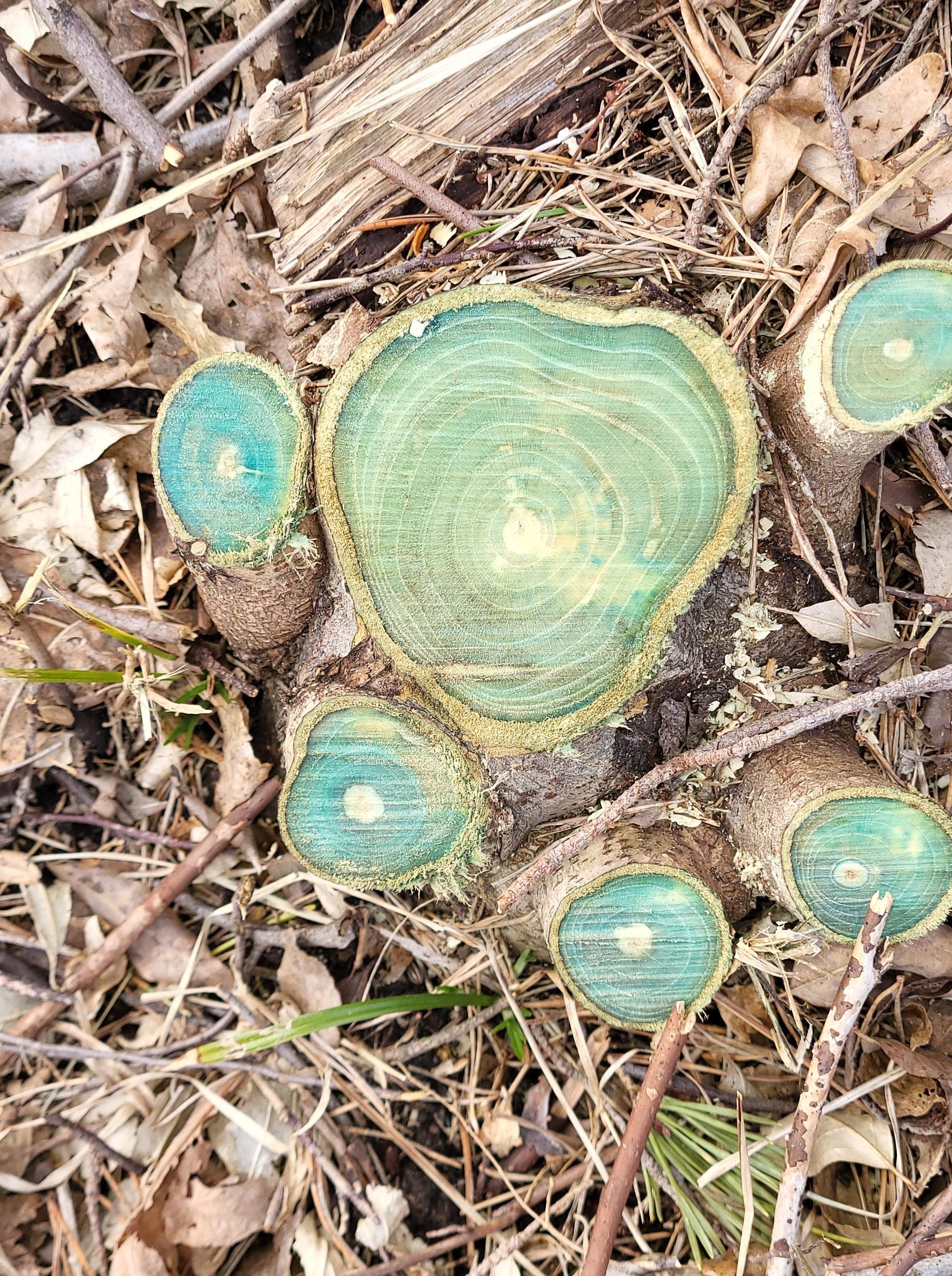 Tree stumps treated with root killer. | Scrolller