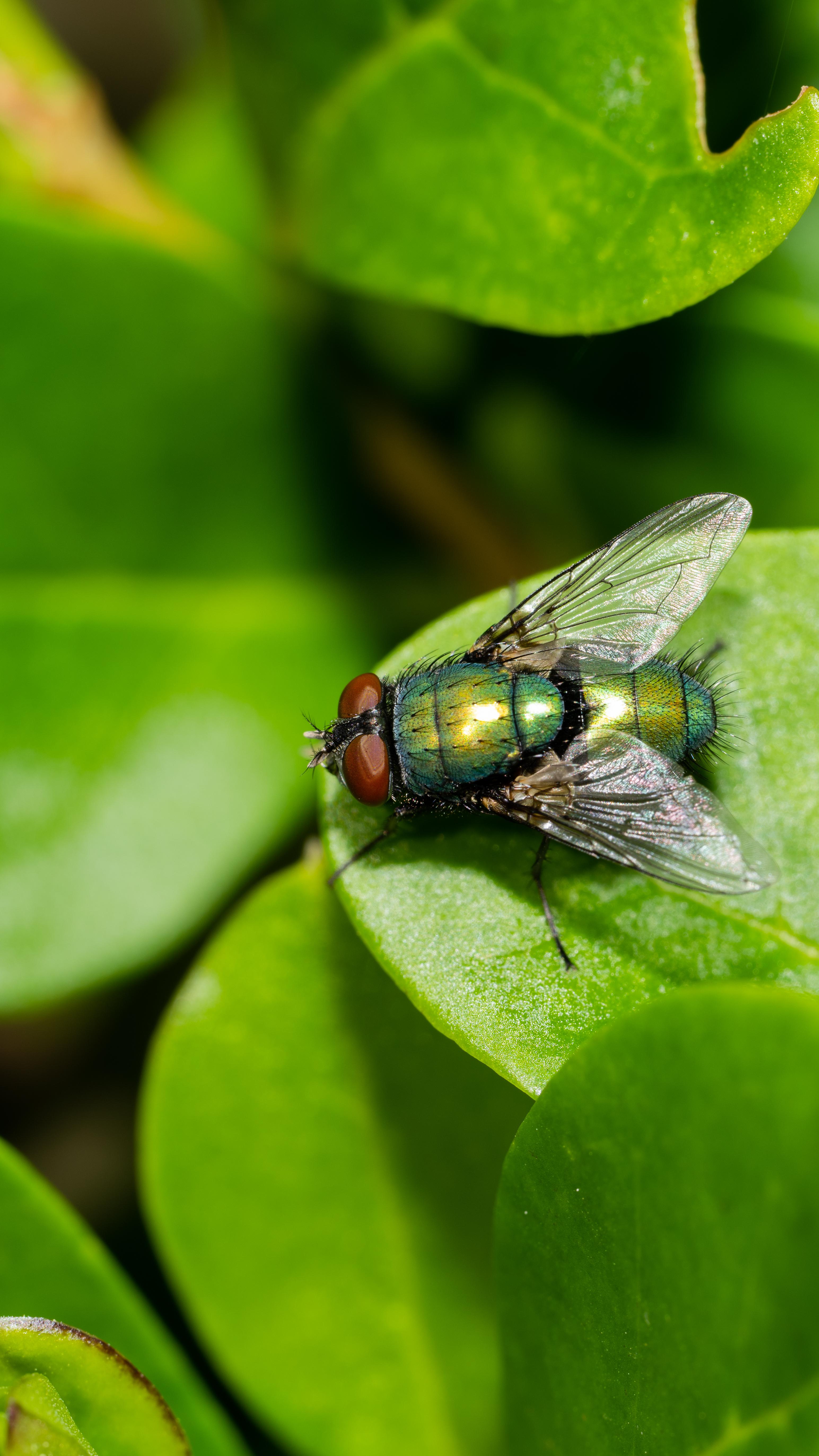 This Fly | Scrolller