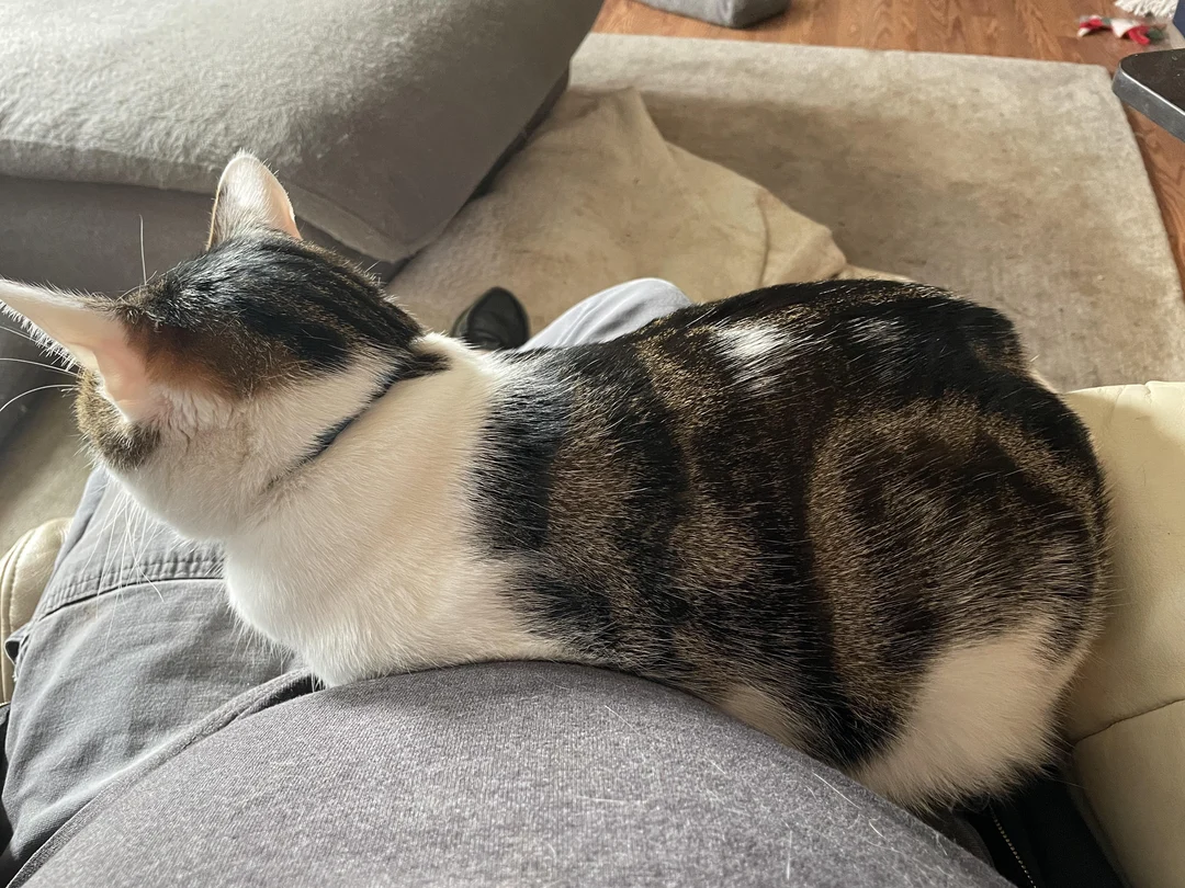 Lap loaf 🍞 | Scrolller