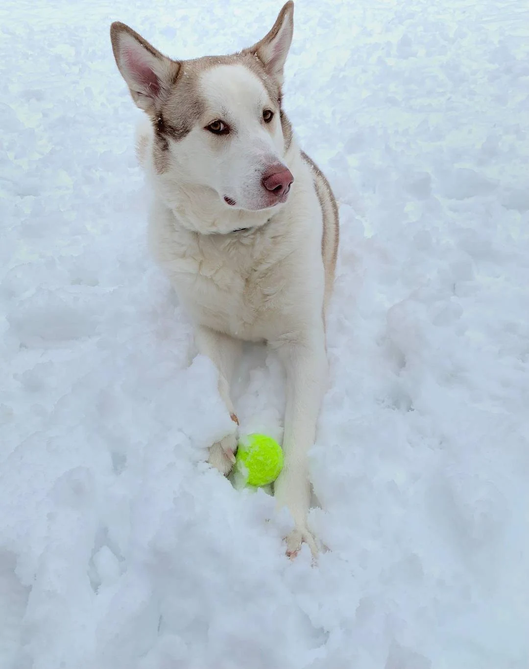 Discover more like Husky: Doge face and Related Content | Scrolller