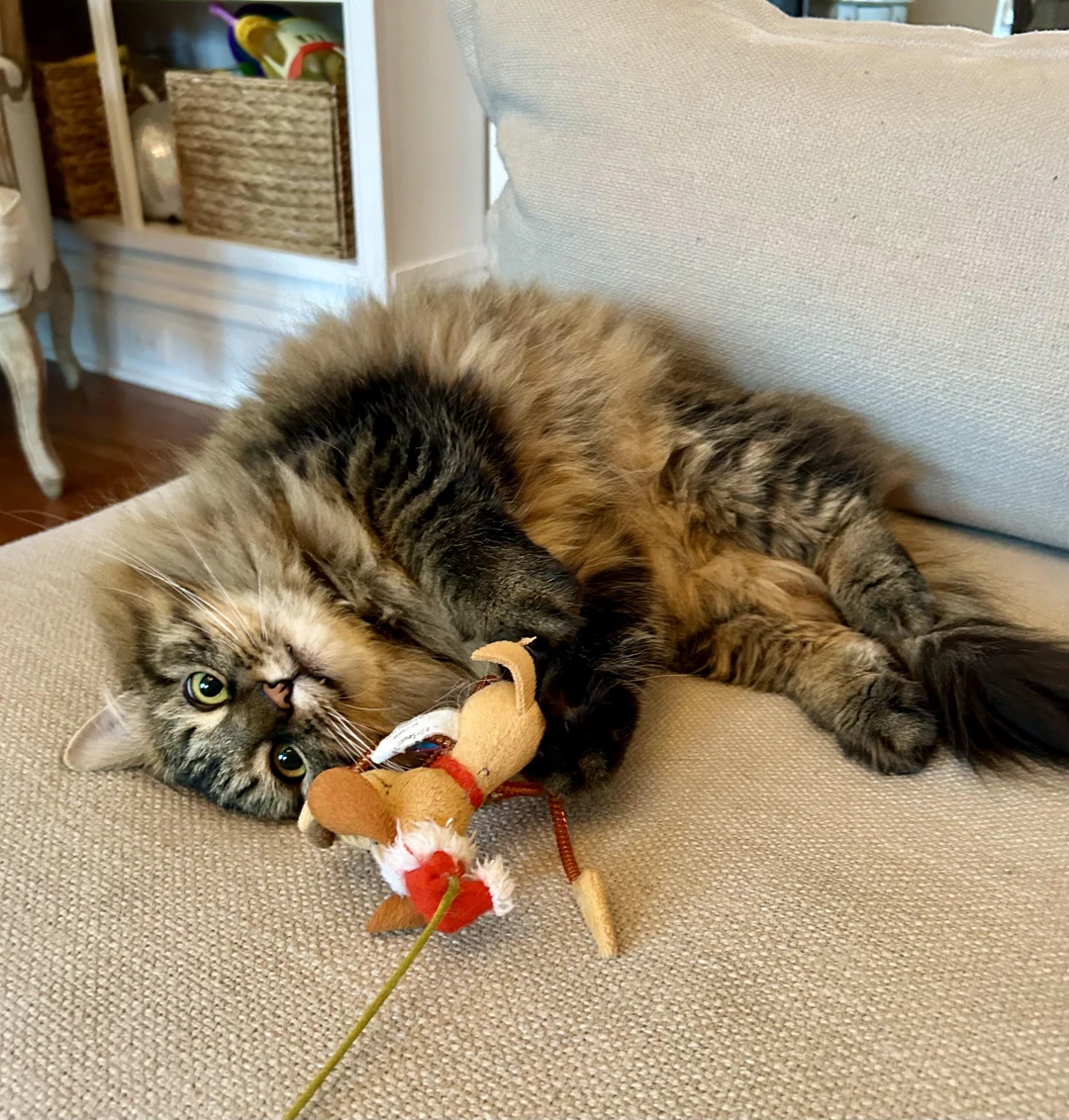 So much floof! | Scrolller