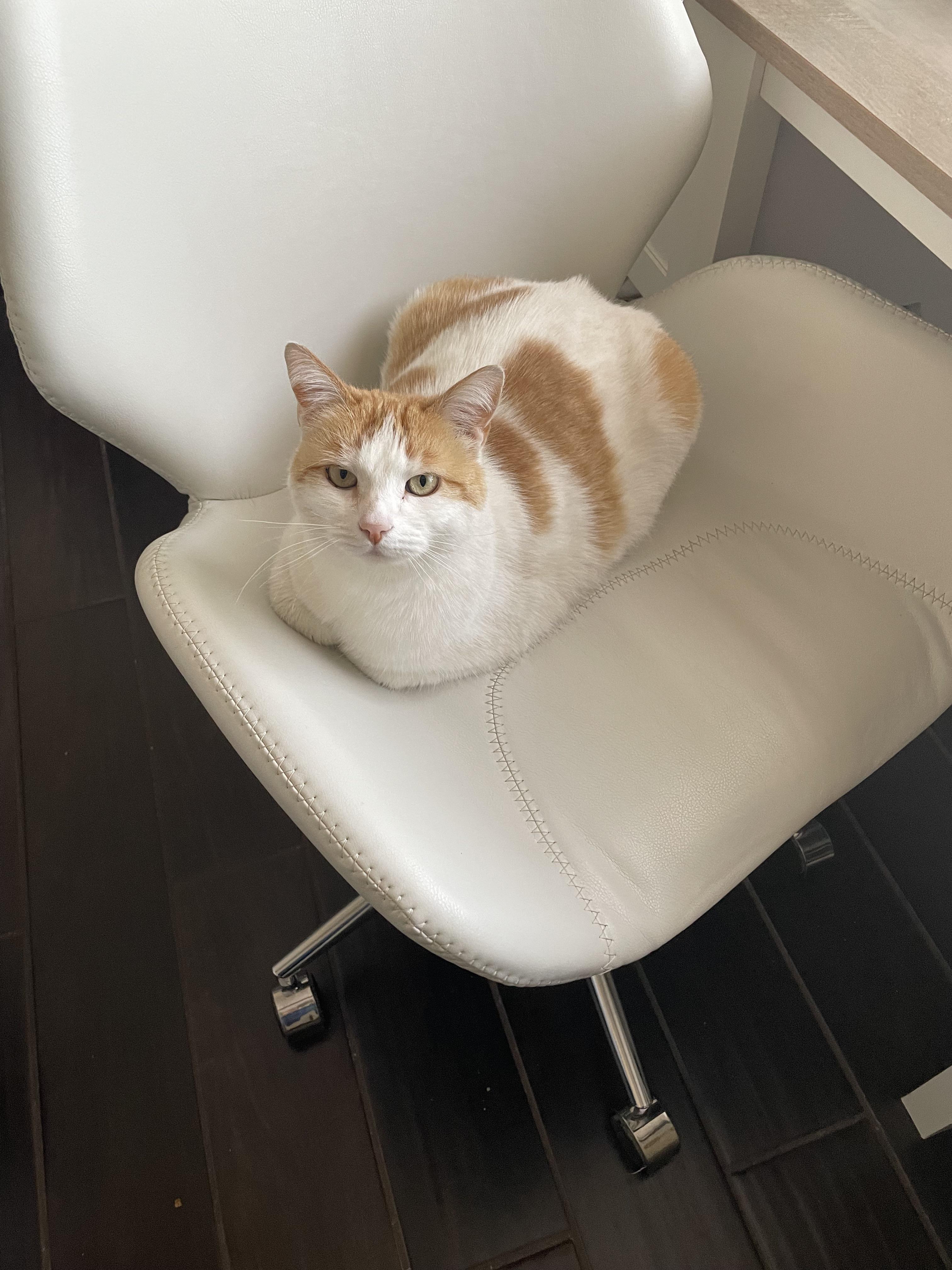 A wonder bread loaf | Scrolller