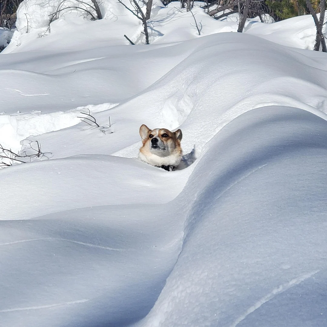 Goose the corgi got into the deep snow | Scrolller