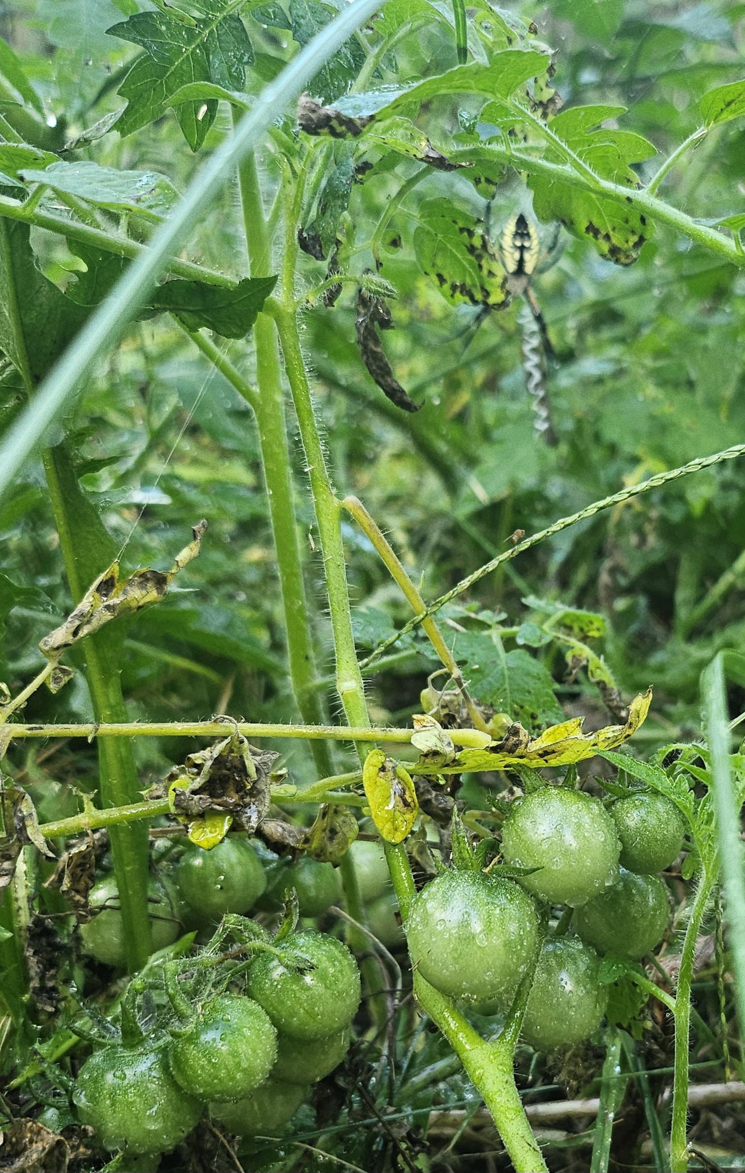 Orb and tomatoes! | Scrolller