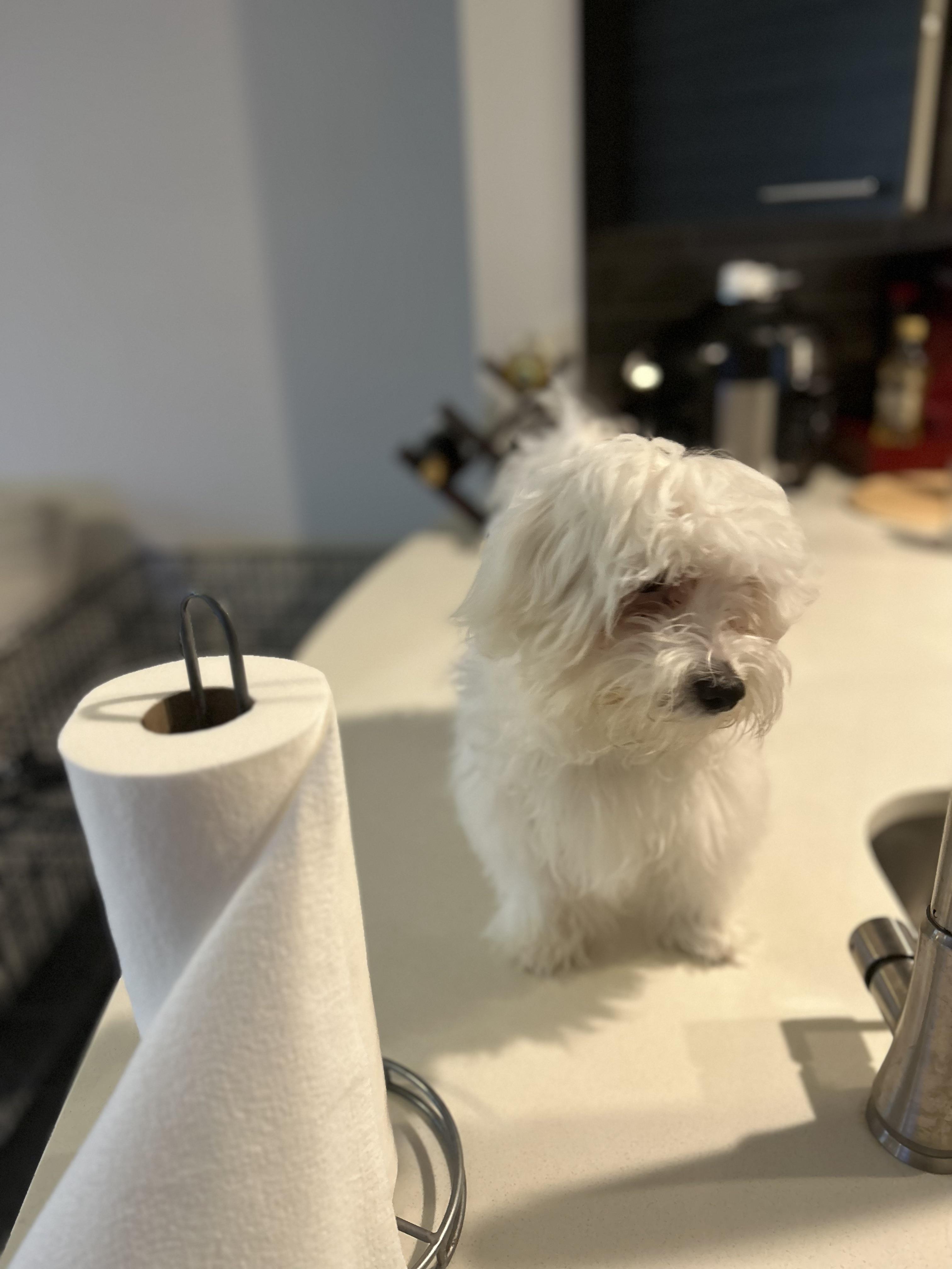 Countertop Bandit up to no good | Scrolller