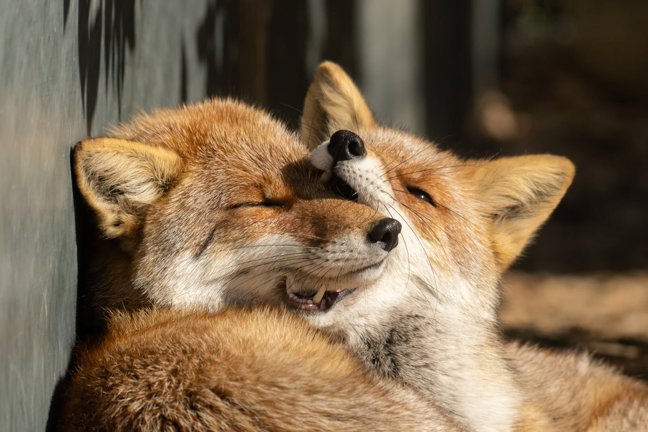 Red foxes | Scrolller