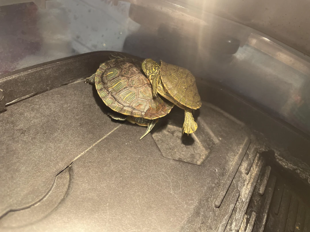 Sleepy turtles | Scrolller