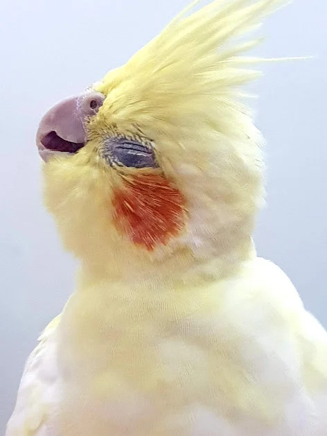 Sleepy borb | Scrolller