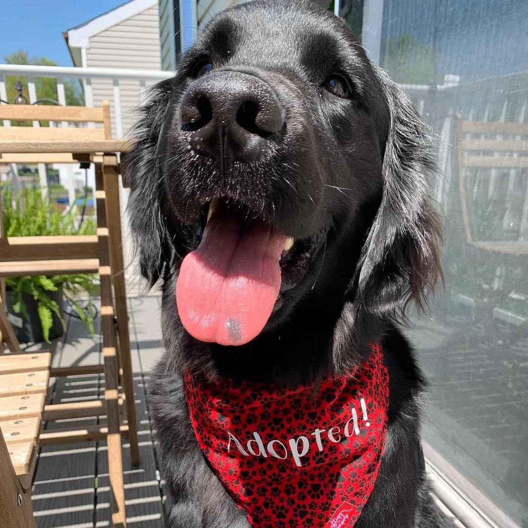 Just a freshly-adopted good boy | Scrolller