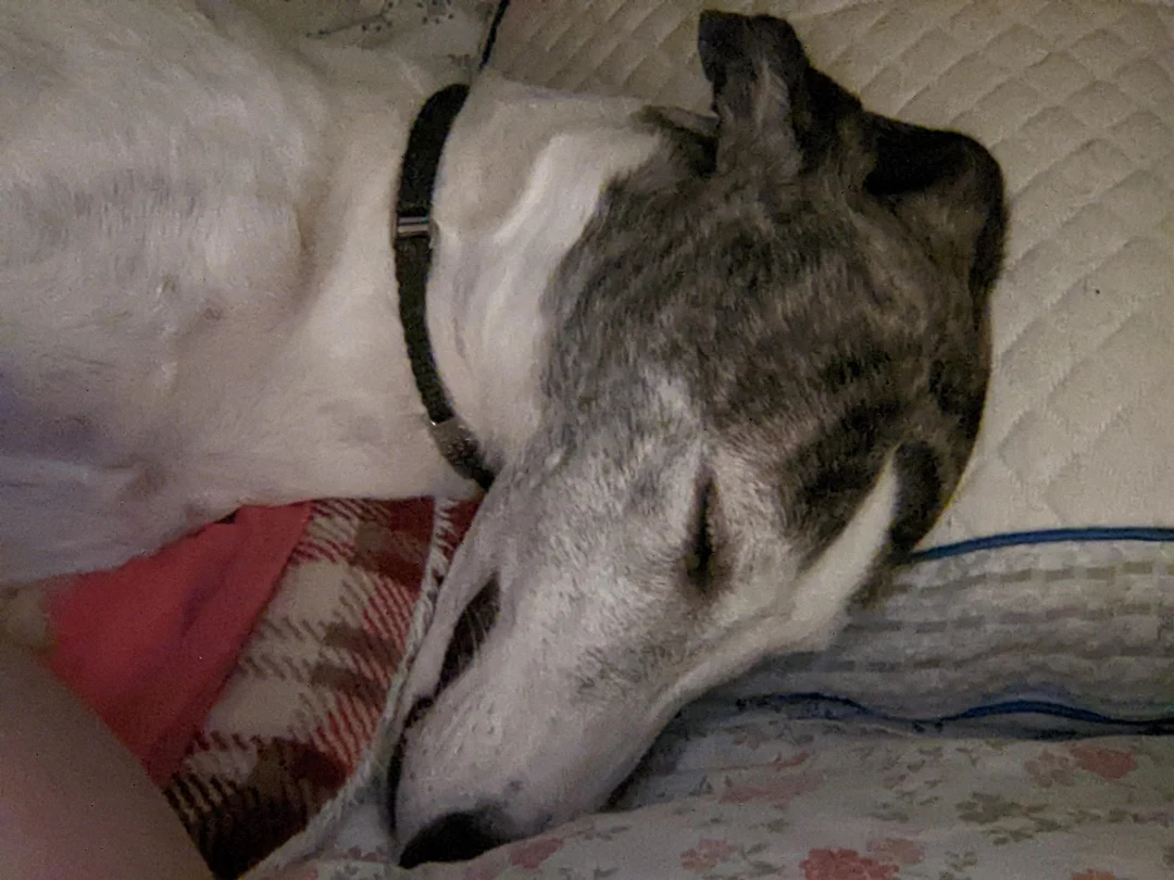 Napper doing her Snoopy impression while sleeping | Scrolller