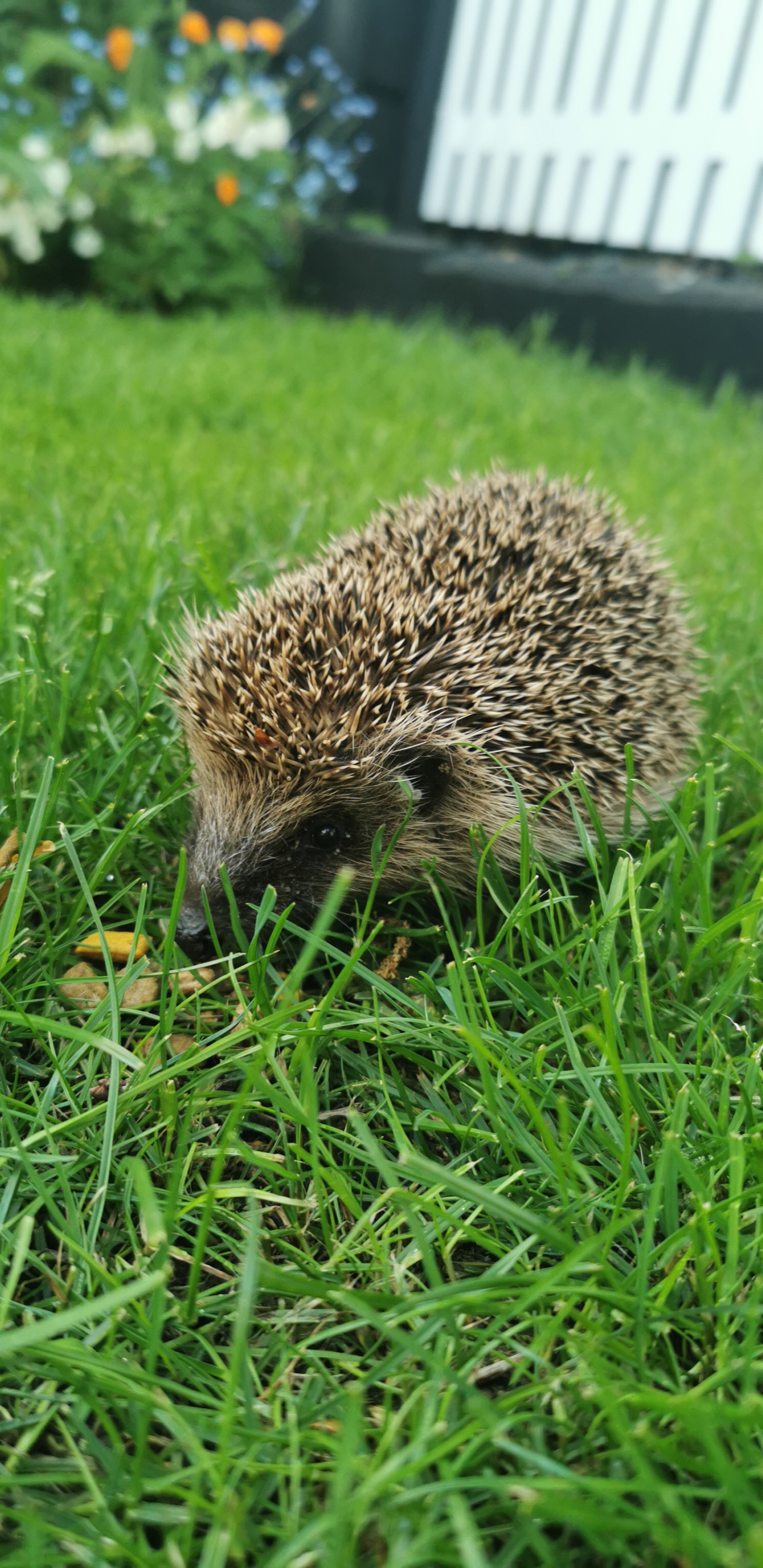 Cute little visitor in the garden | Scrolller
